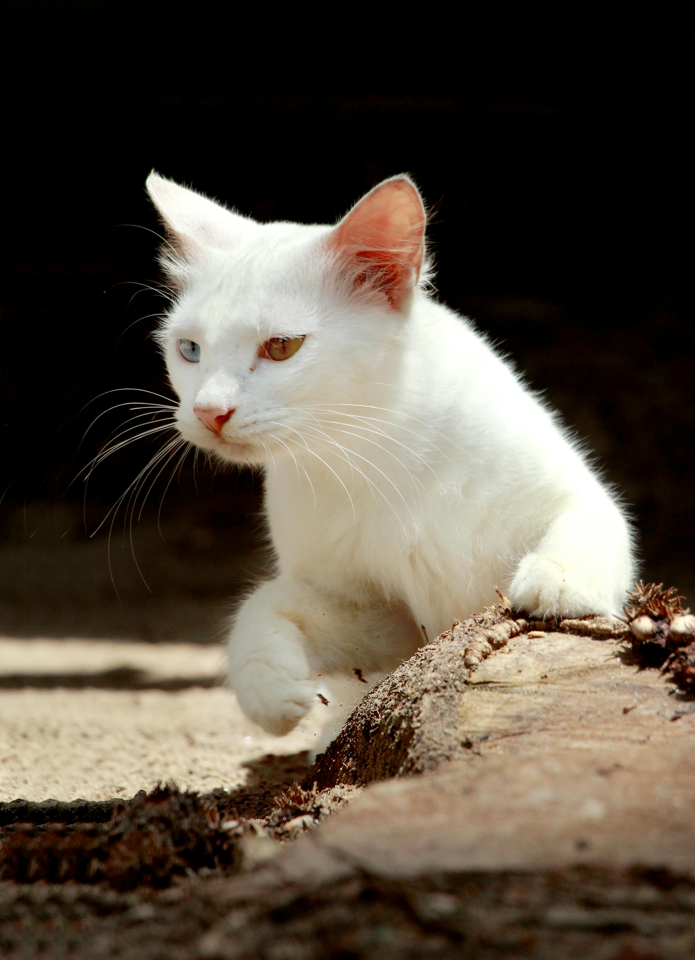 Portrait of an Orange Cat · Free Stock Photo