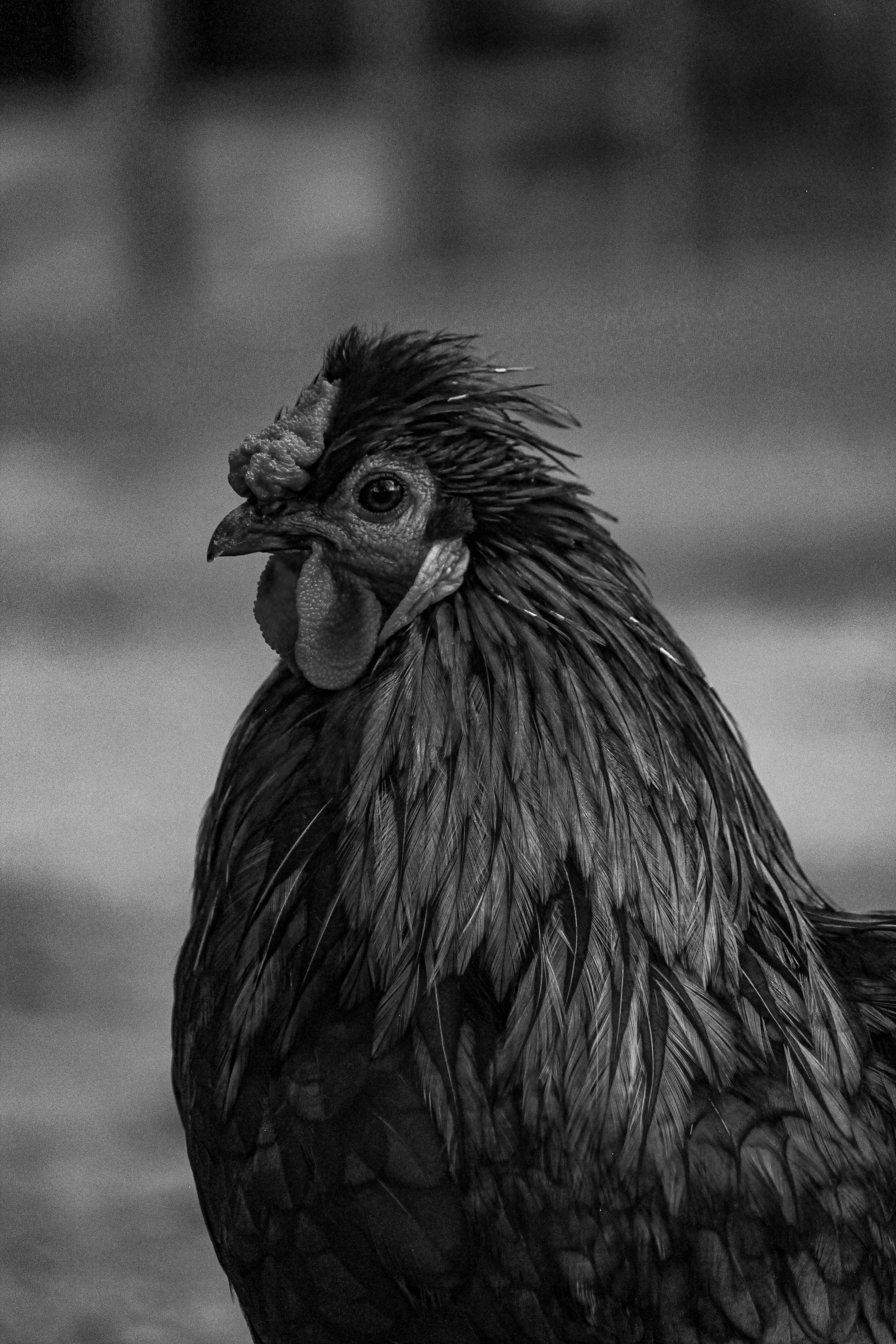Grayscale Photo of a Rooster · Free Stock Photo