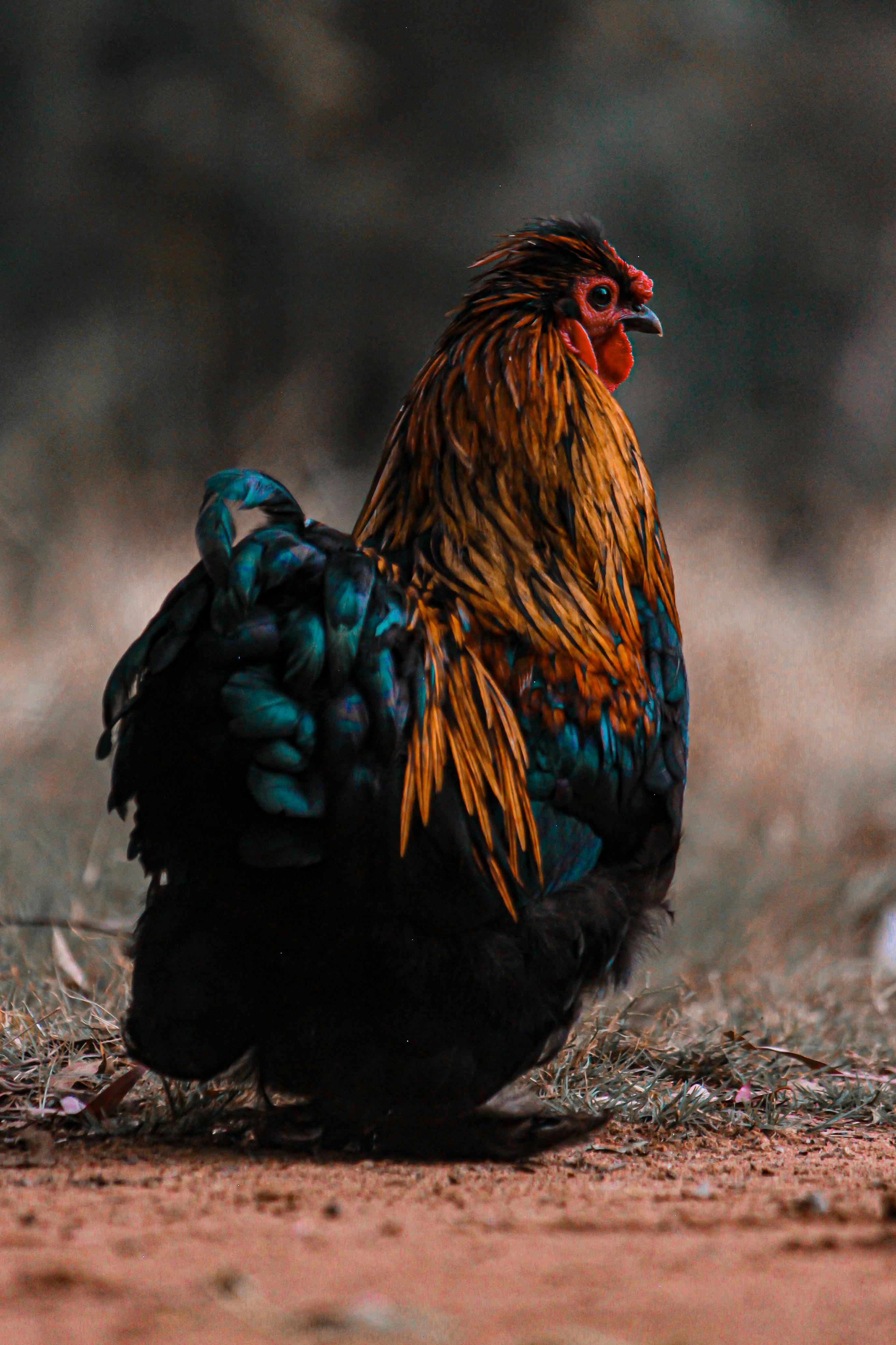 Somali Rooster Photos, Download The BEST Free Somali Rooster Stock ...