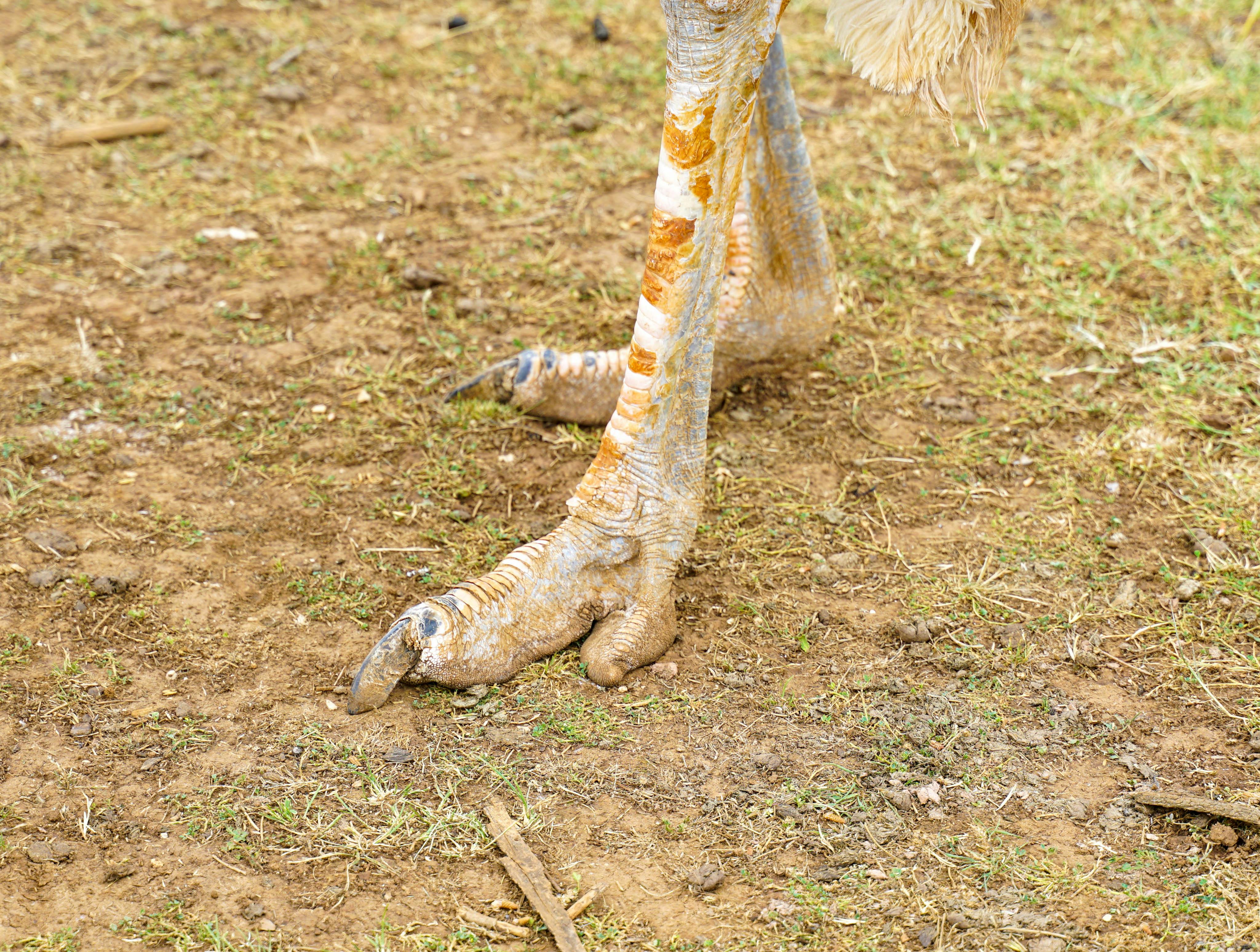 Close Up Shot of Ostrich Legs · Free Stock Photo