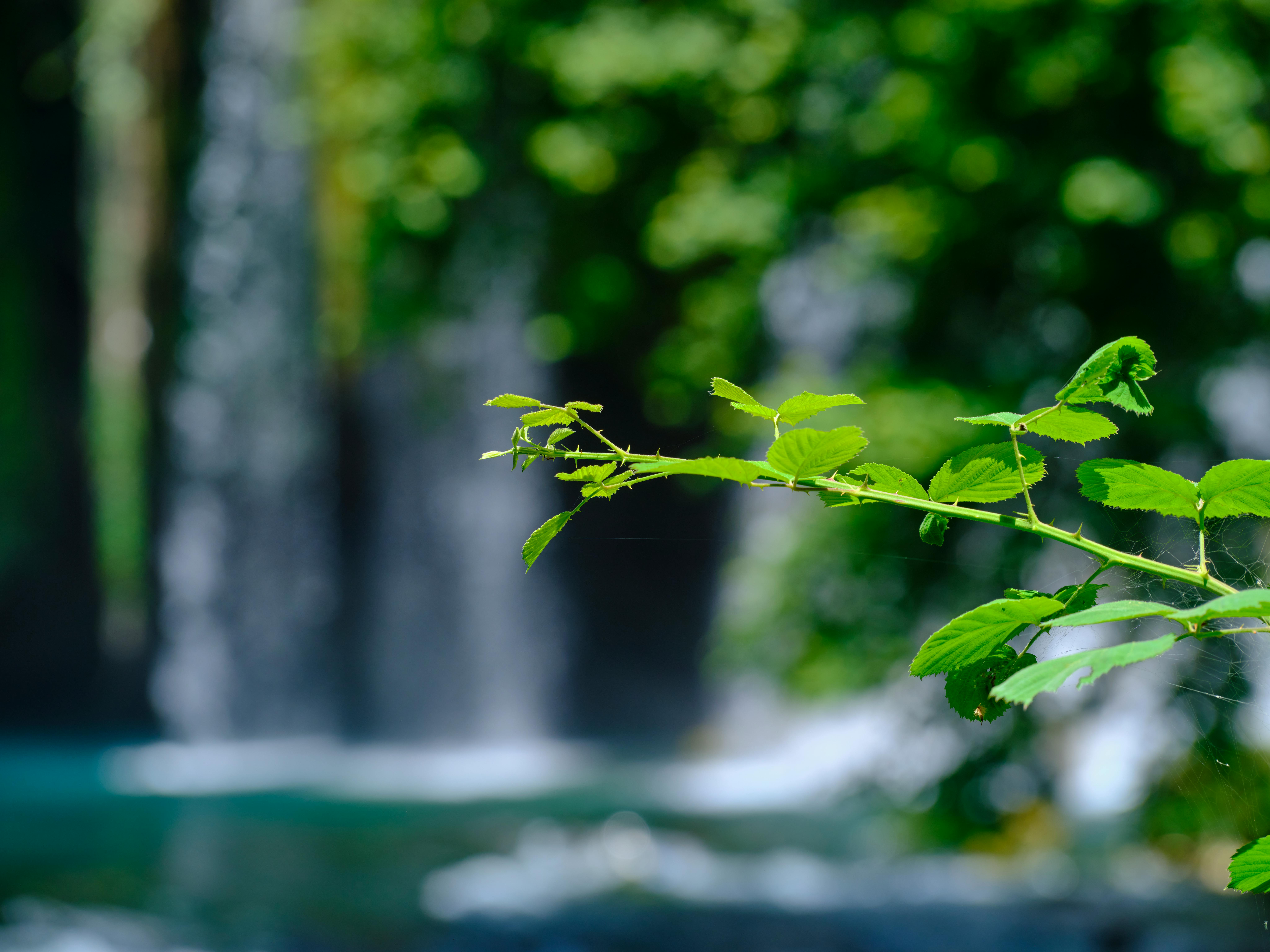 Green Plant in Close Up Shot · Free Stock Photo