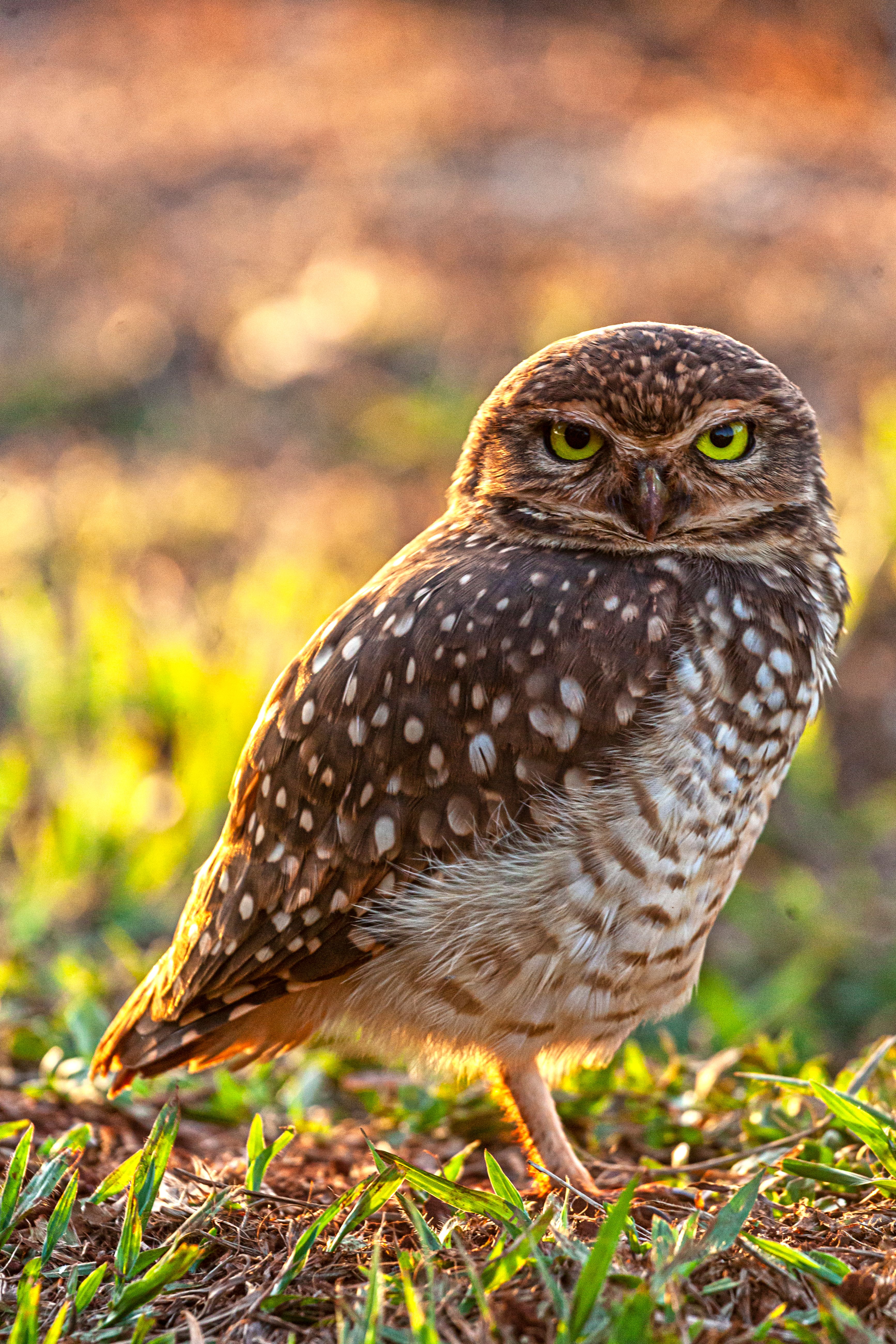 Brown Owl in Close Up Shot · Free Stock Photo