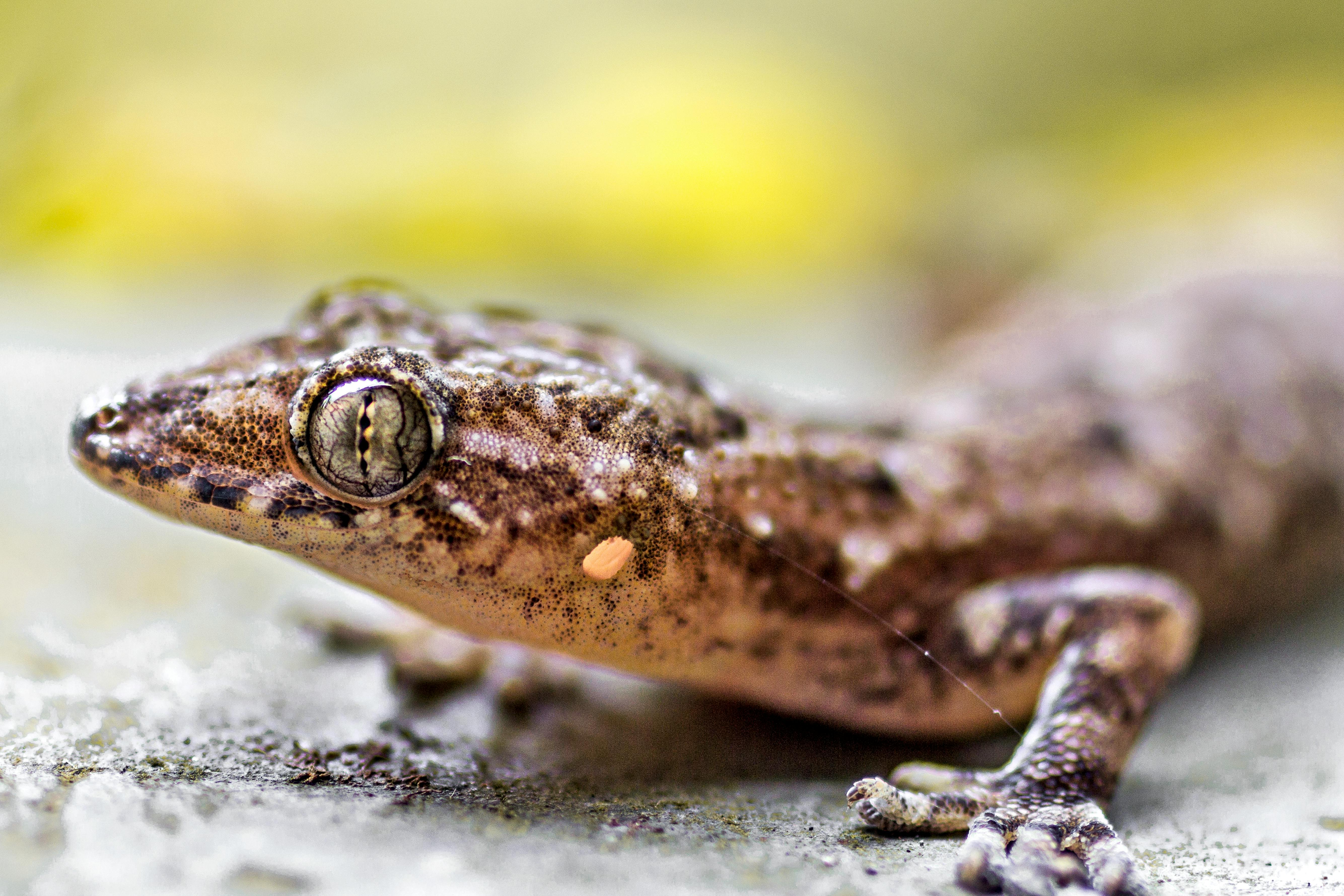 Close-up of Lizard · Free Stock Photo