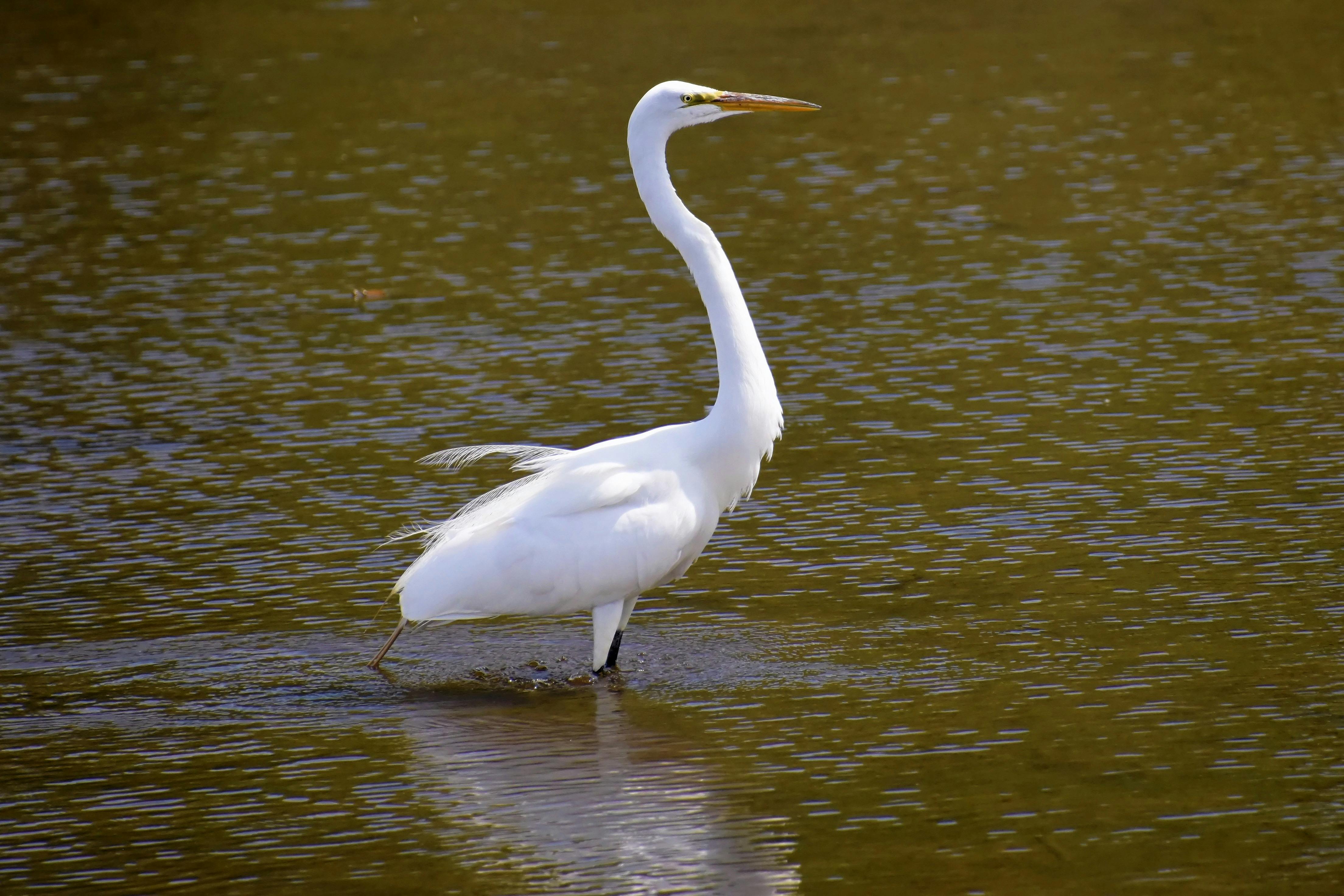 Photo of a Flying Egret · Free Stock Photo