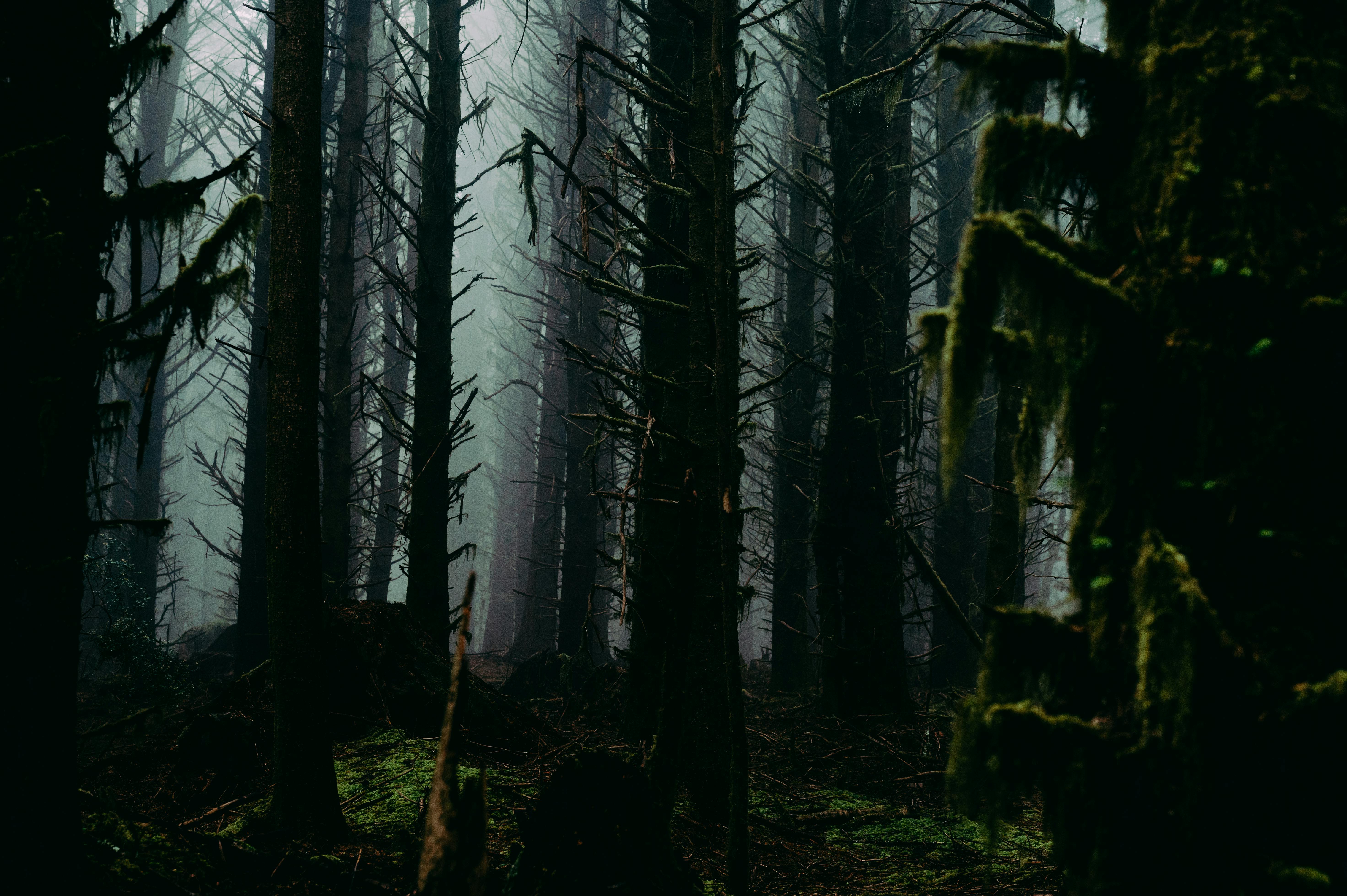 Forest Trees · Free Stock Photo