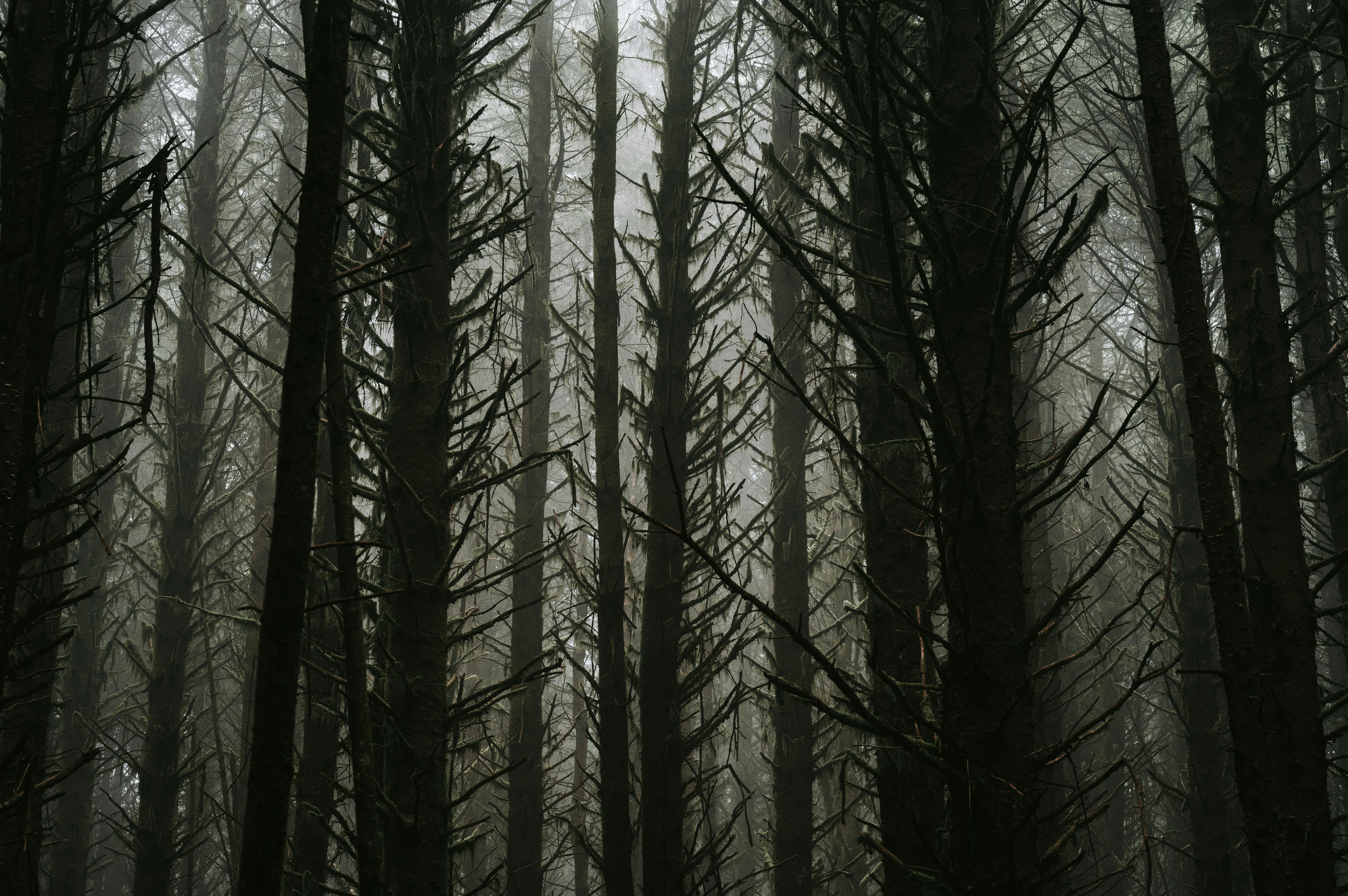 Leafless Trees in the Forest · Free Stock Photo