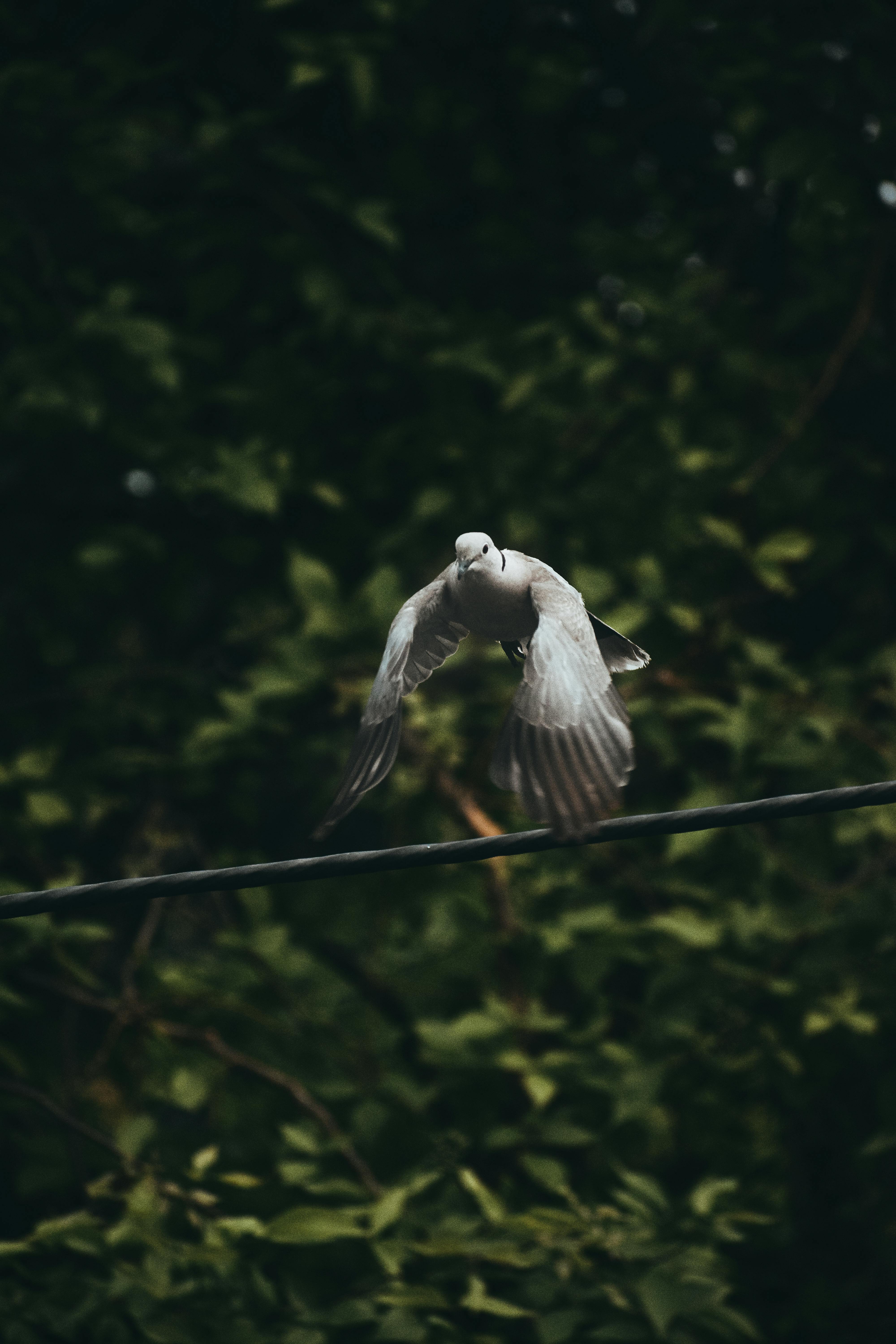 Close-up of a Flying Dove · Free Stock Photo