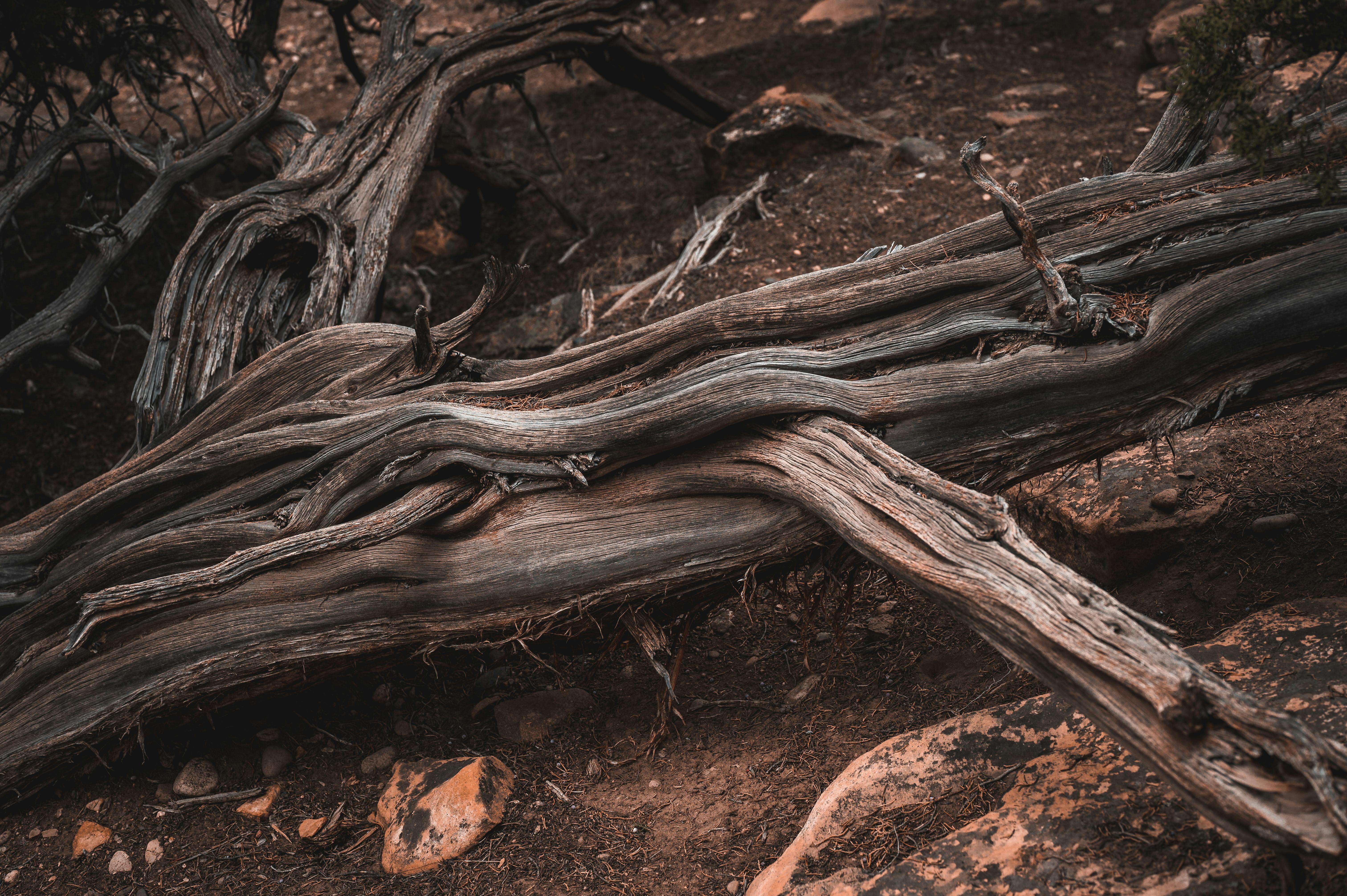 Dry Tree Roots on the Ground · Free Stock Photo