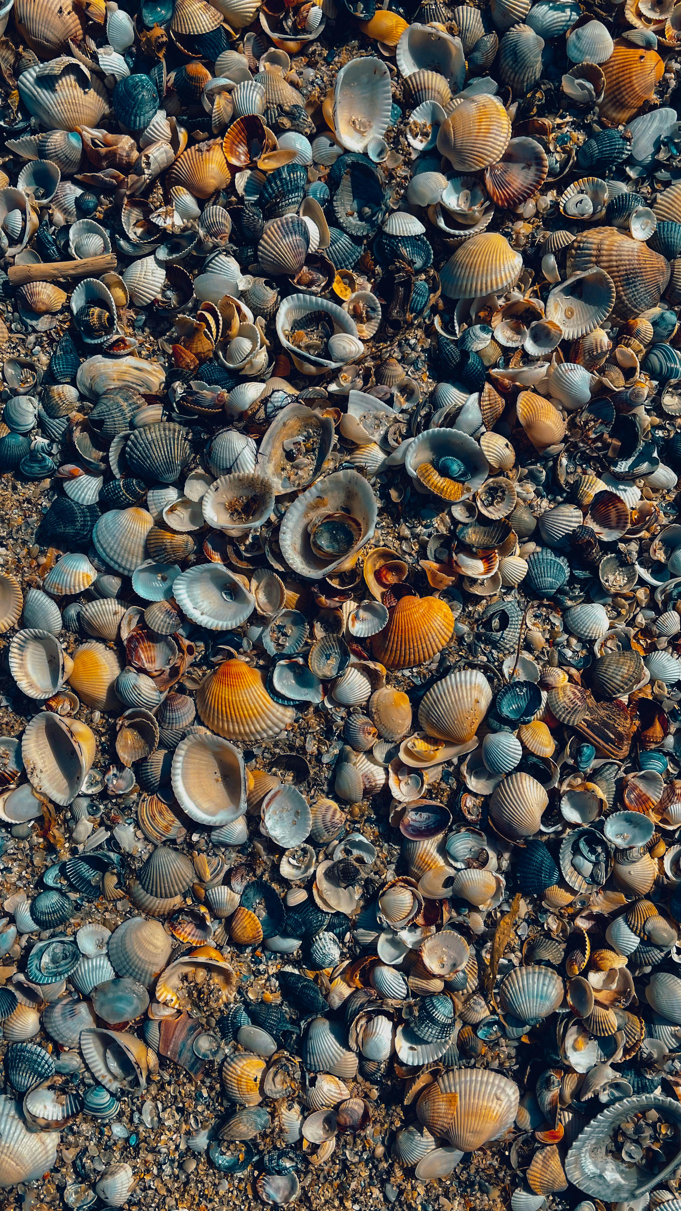 A Bundle of Sage on a Shell · Free Stock Photo