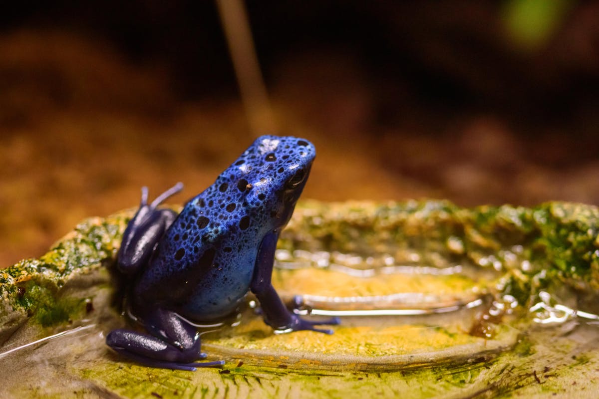 Blue Poison Dart Frog Dendrobates Azureus Care Guide & Facts