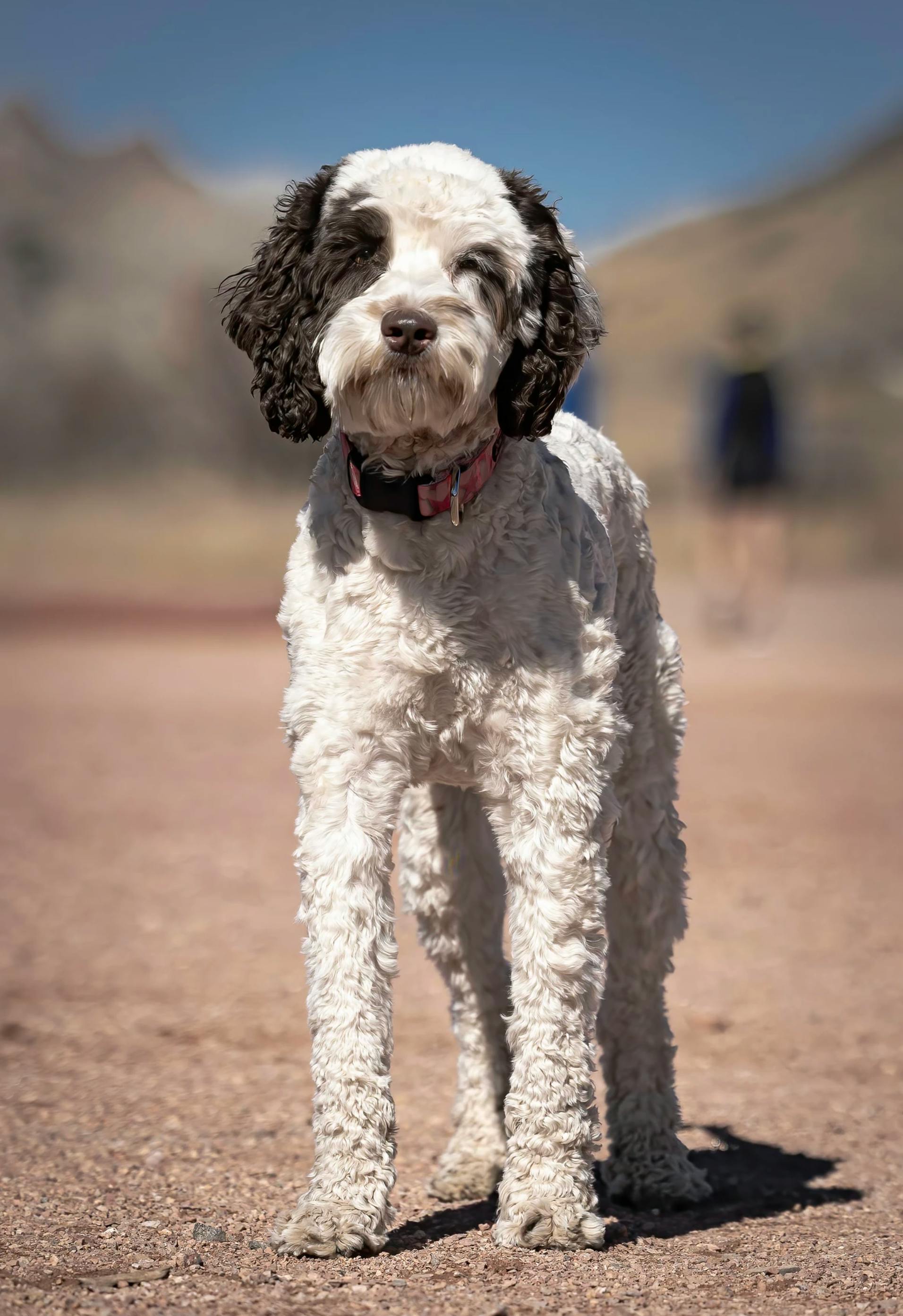 Close Up Photo of a Labradoodle · Free Stock Photo