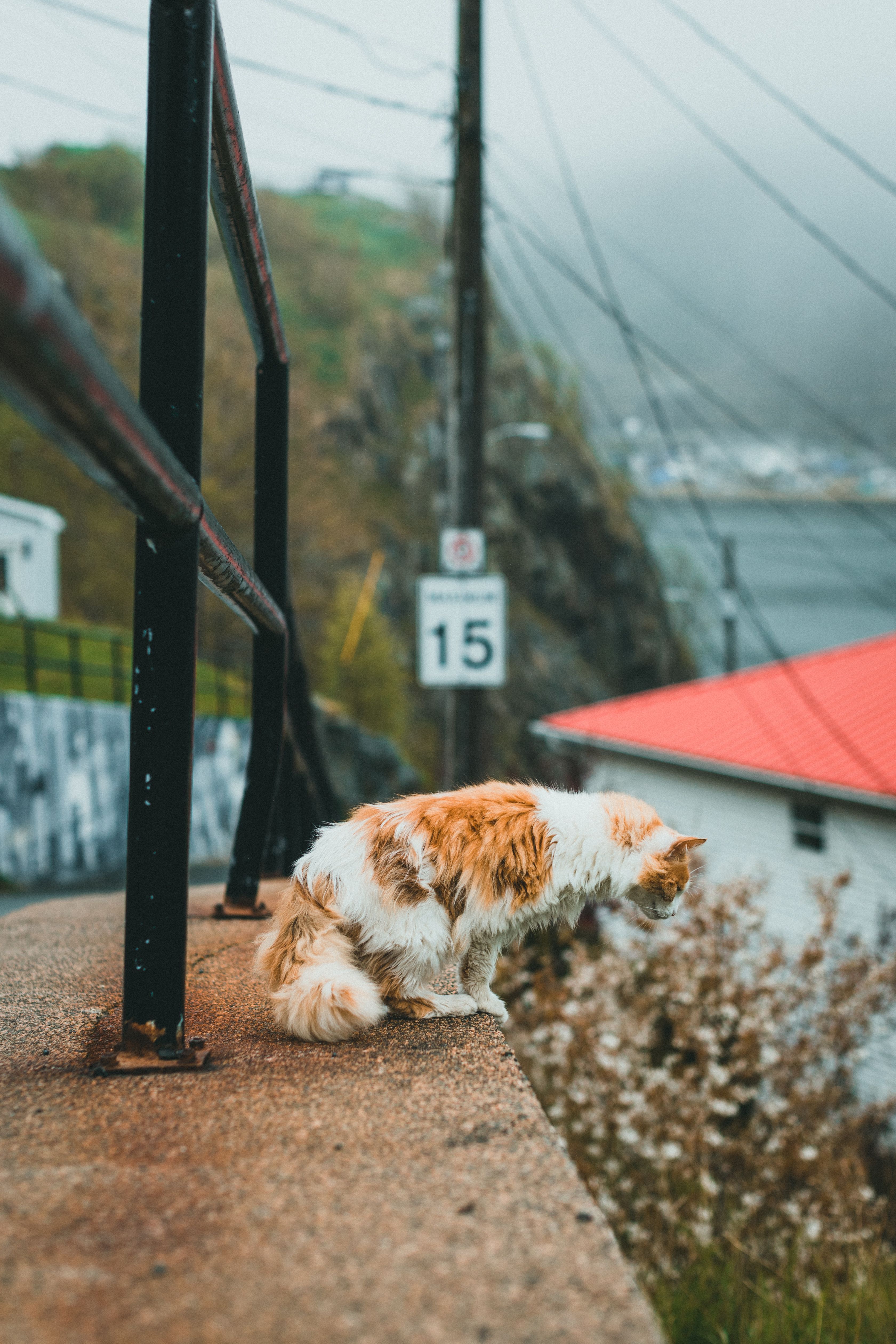 Wind Cat Photos, Download The BEST Free Wind Cat Stock Photos & HD Images