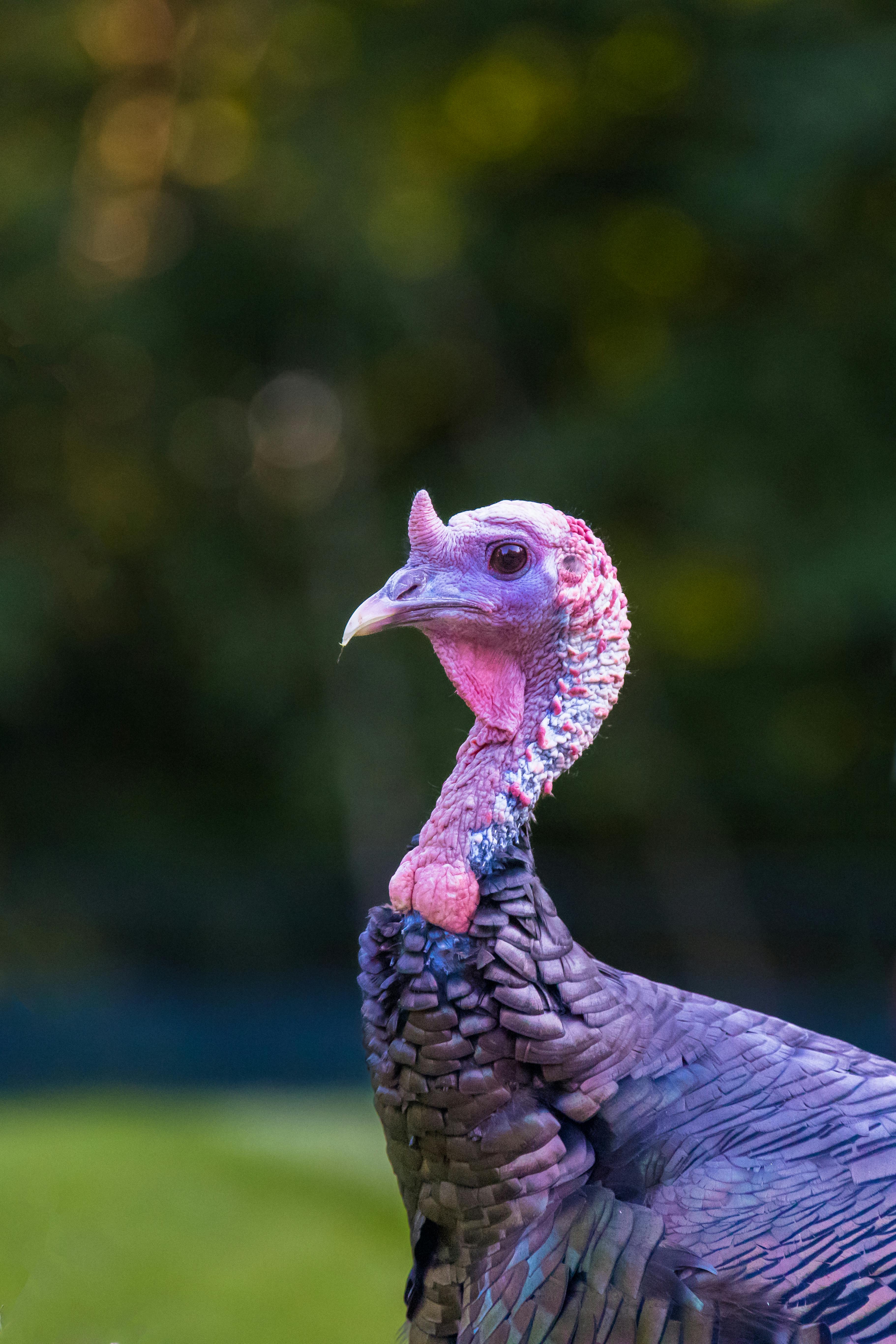 Close-Up Shot of Turkey · Free Stock Photo