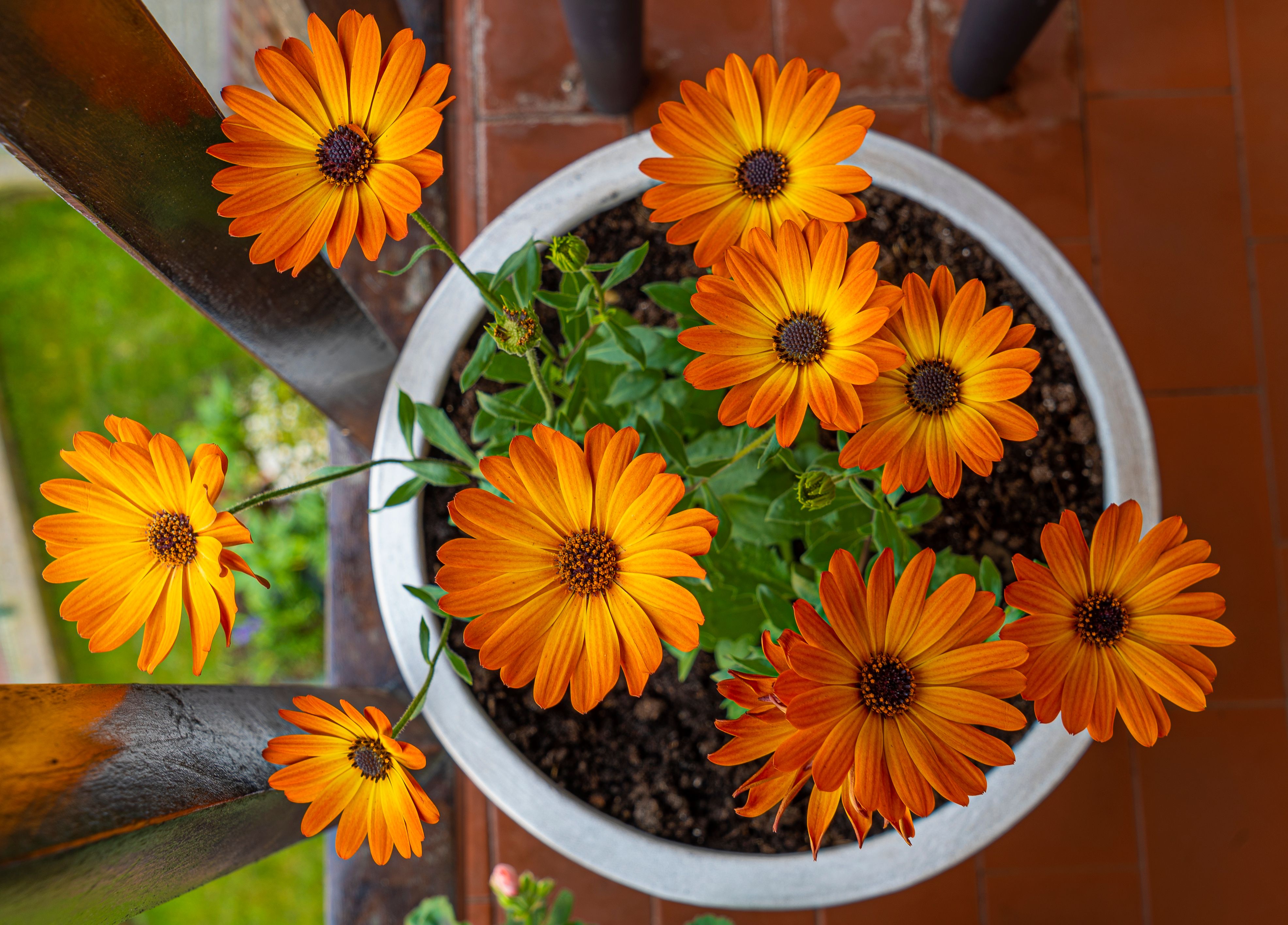Close-Up Shot of African Daisies · Free Stock Photo