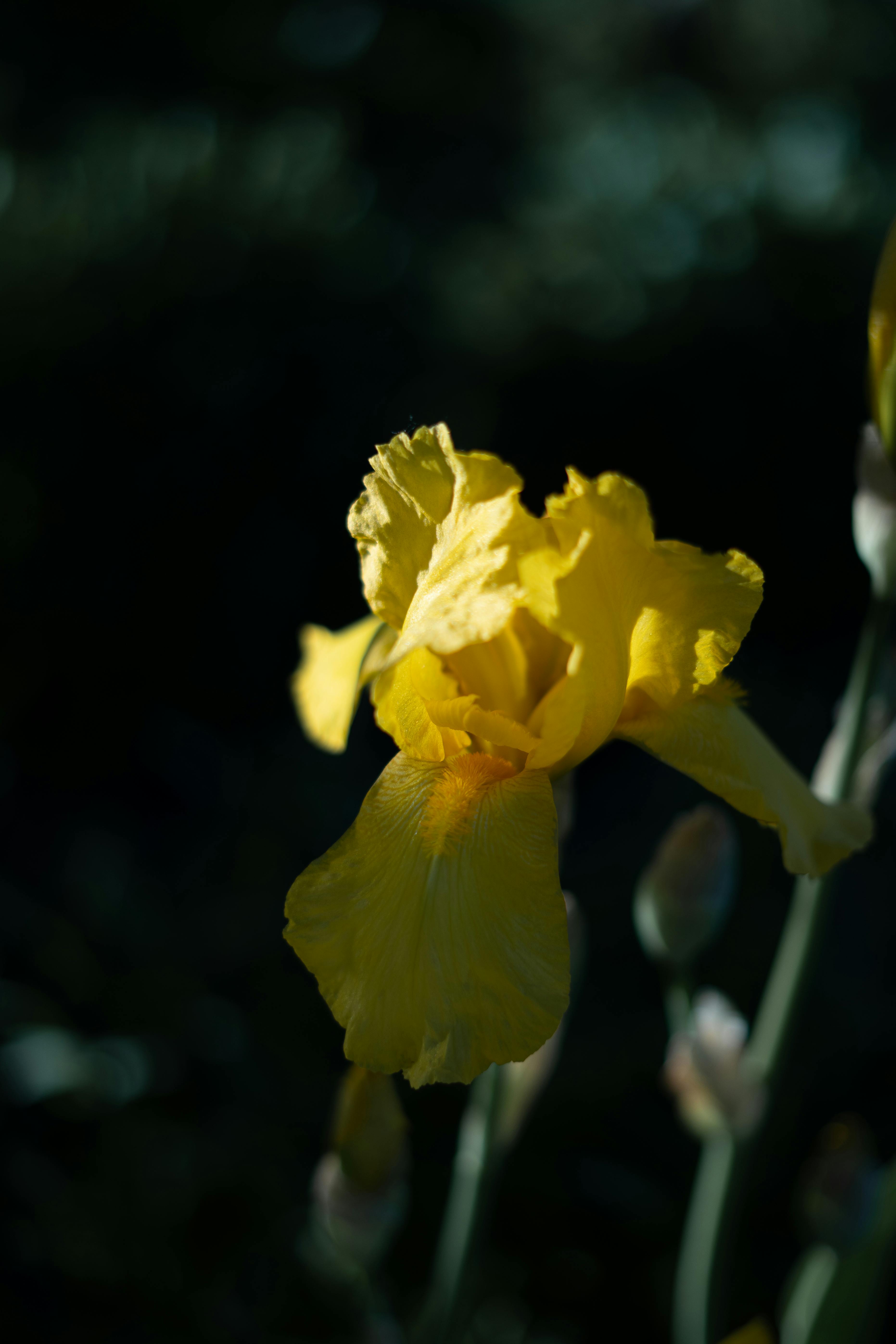 Close-up of Yellow Flower Petals · Free Stock Photo