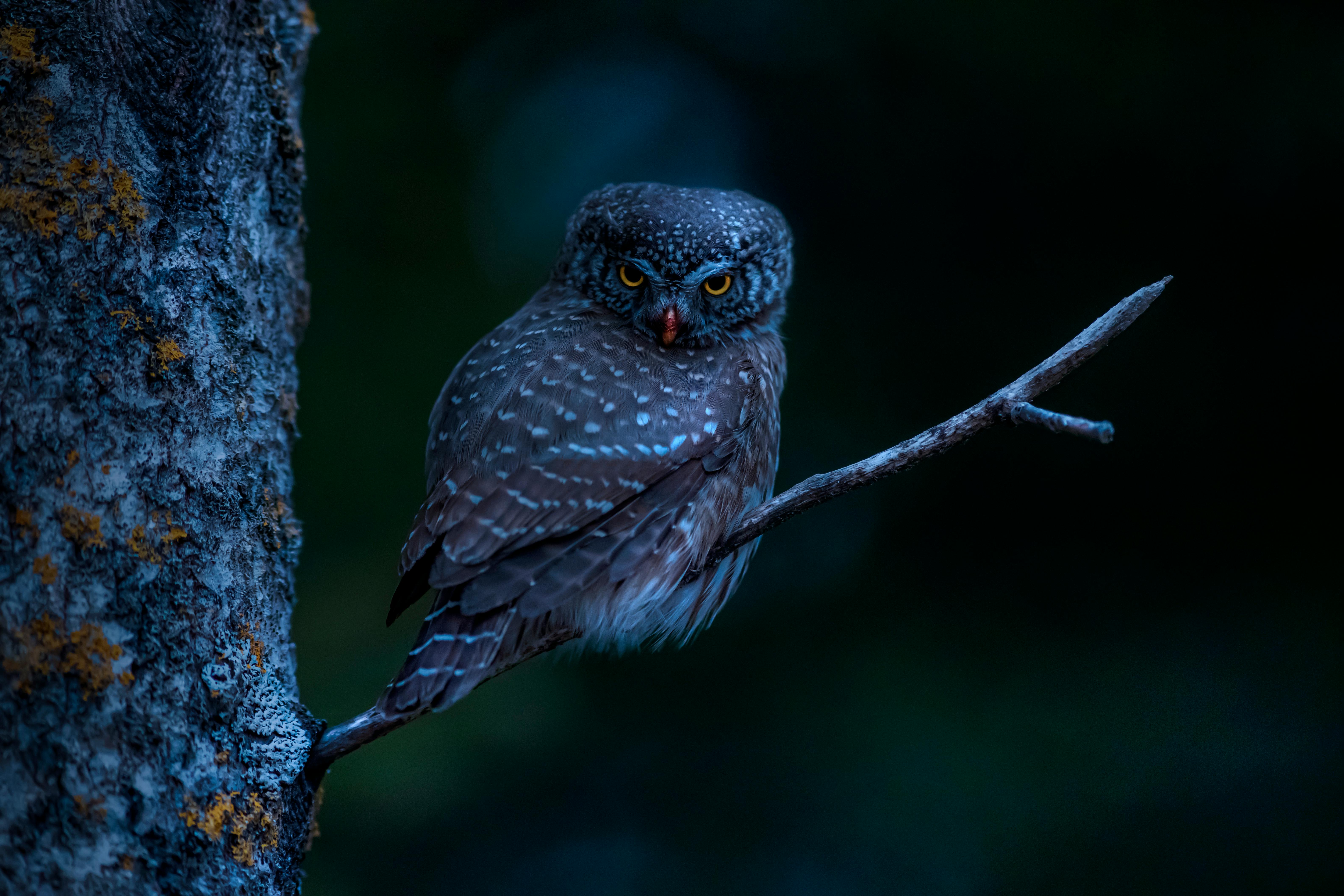 Time Lapse Photography of Bird Perching on a Plant · Free Stock Photo