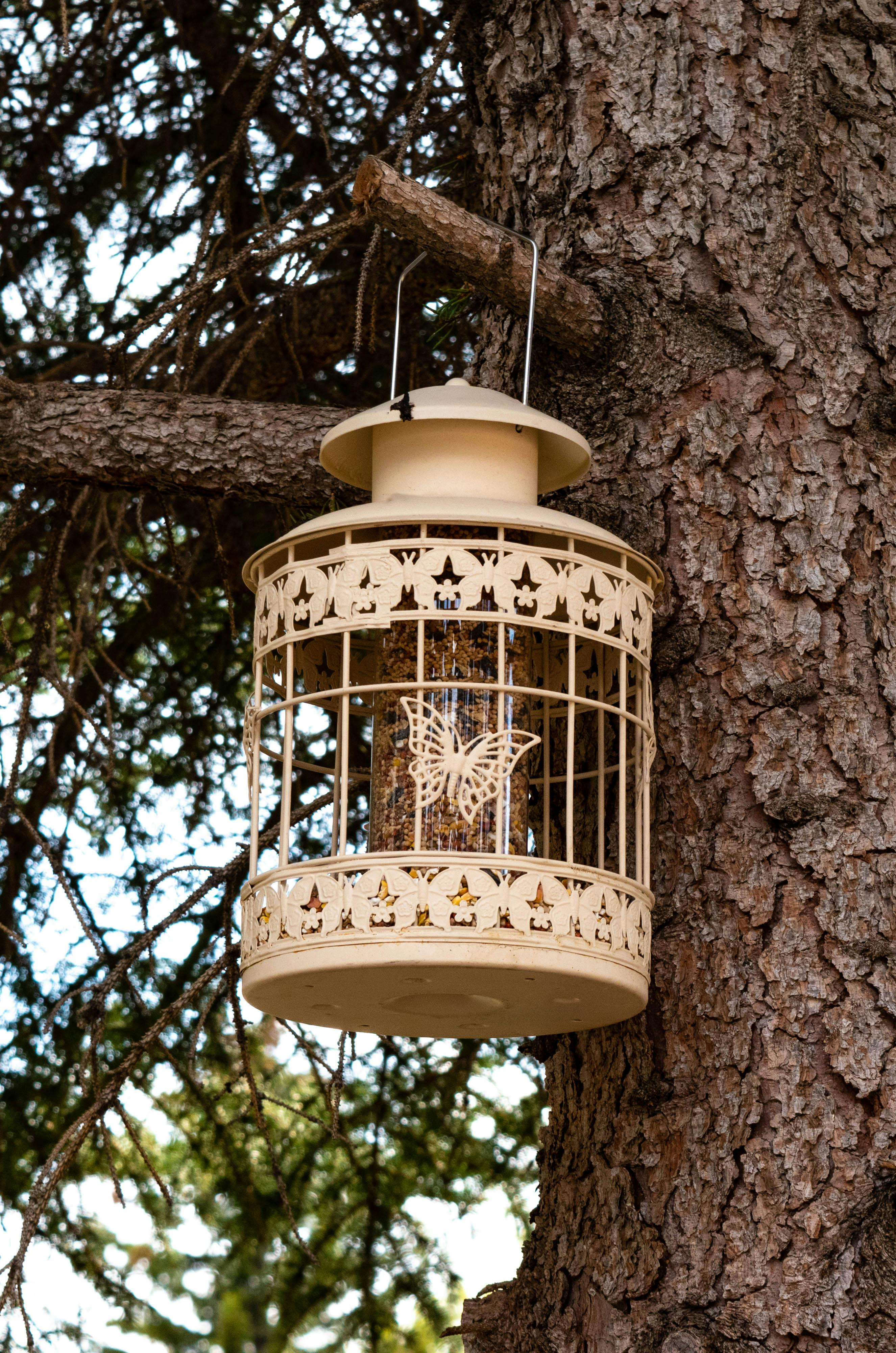 Bird Feeder Hanging on Tree · Free Stock Photo
