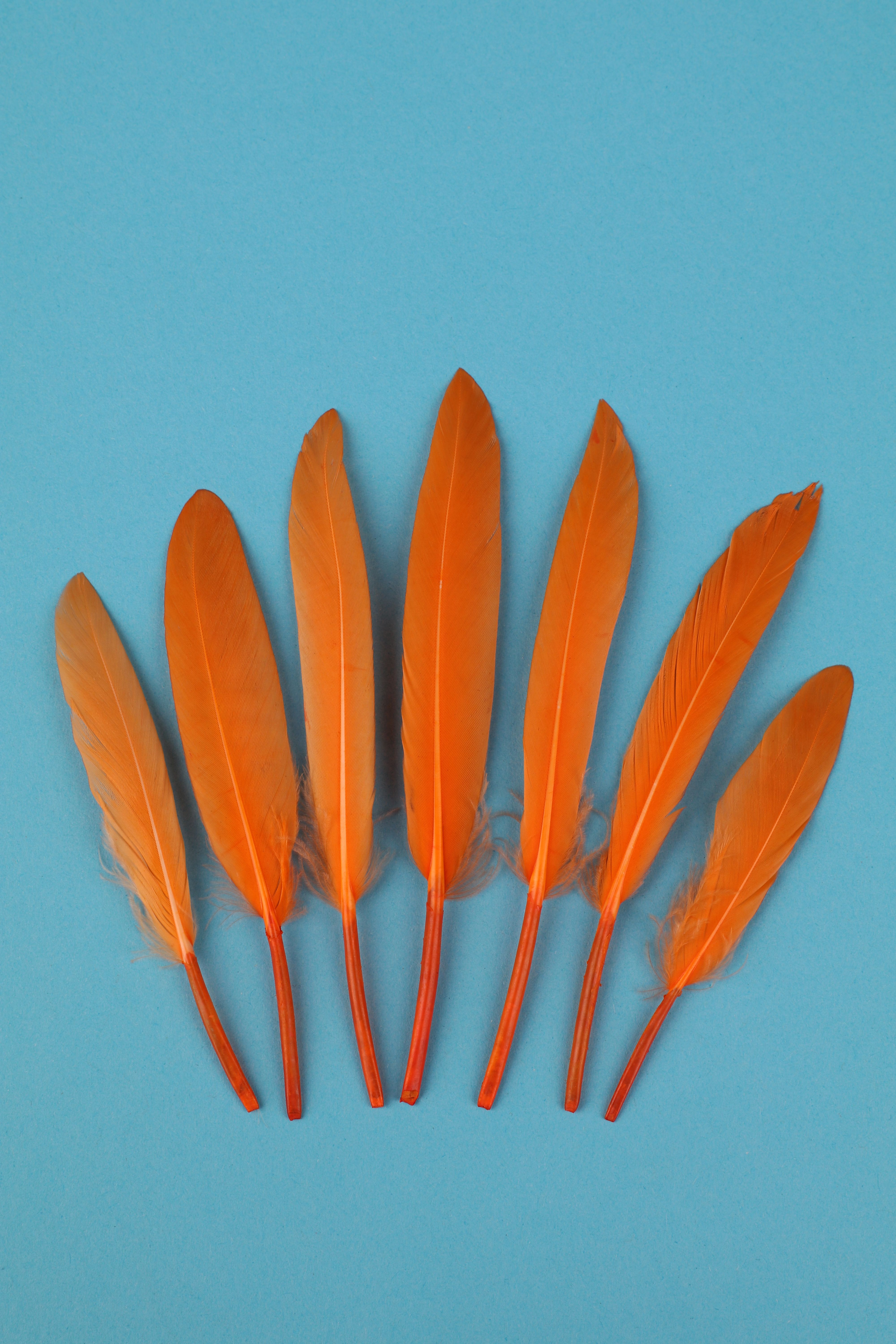Orange Feathers on Blue Background · Free Stock Photo
