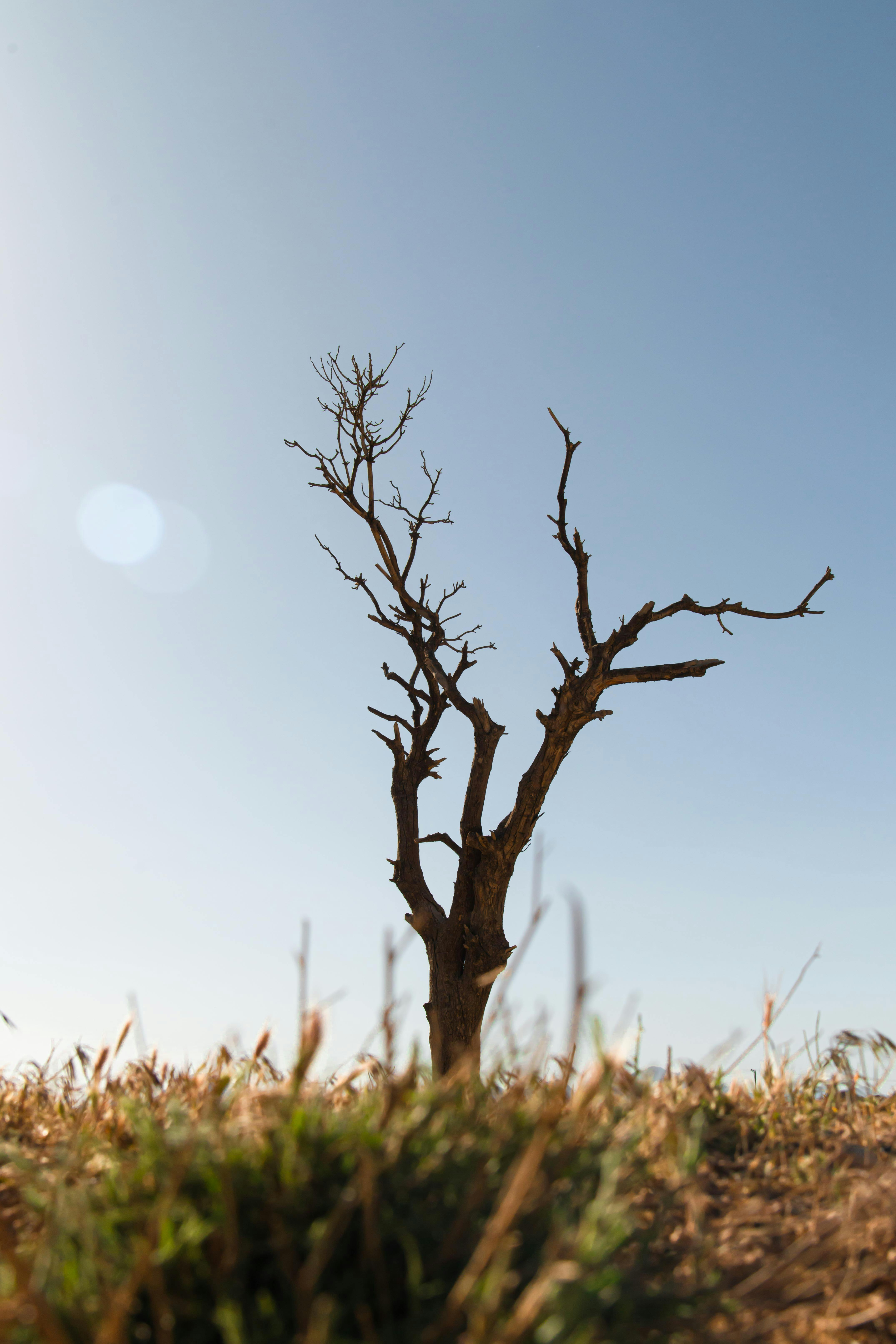 Barren Tree in Countryside · Free Stock Photo
