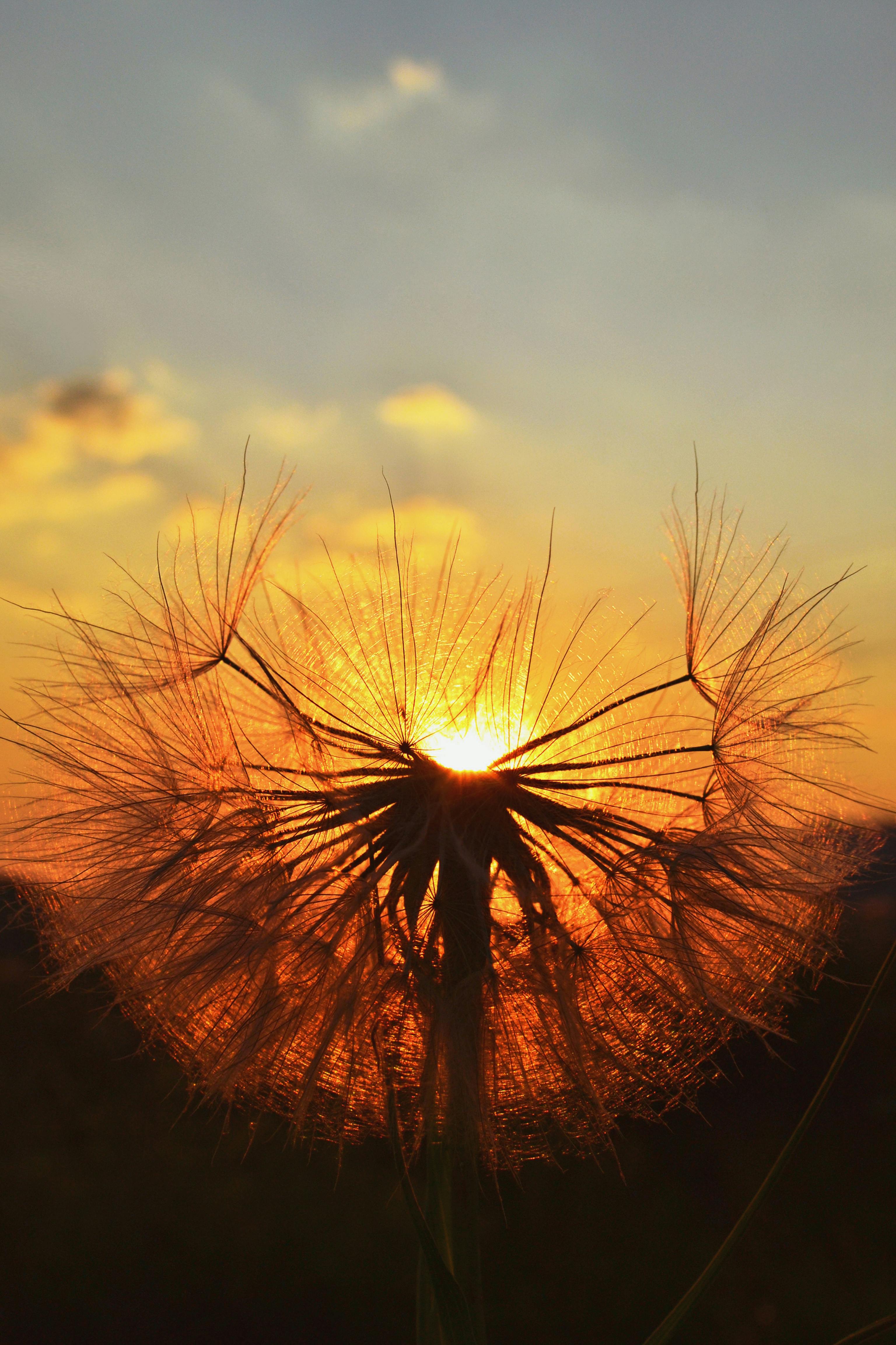 Dandelion At Sunset Photos, Download The BEST Free Dandelion At Sunset Stock Photos & HD Images