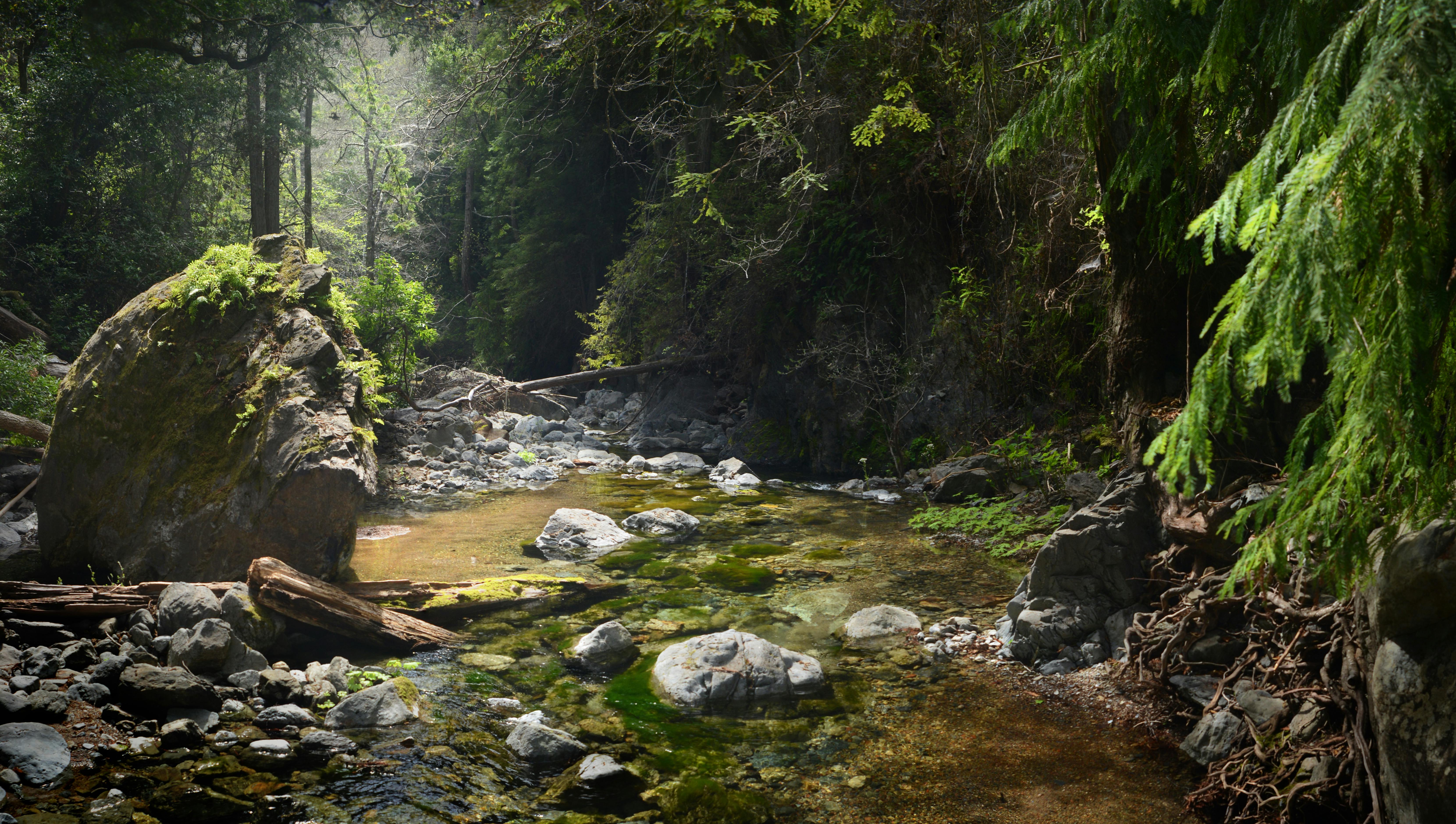 Rocky Creek Between Trees · Free Stock Photo