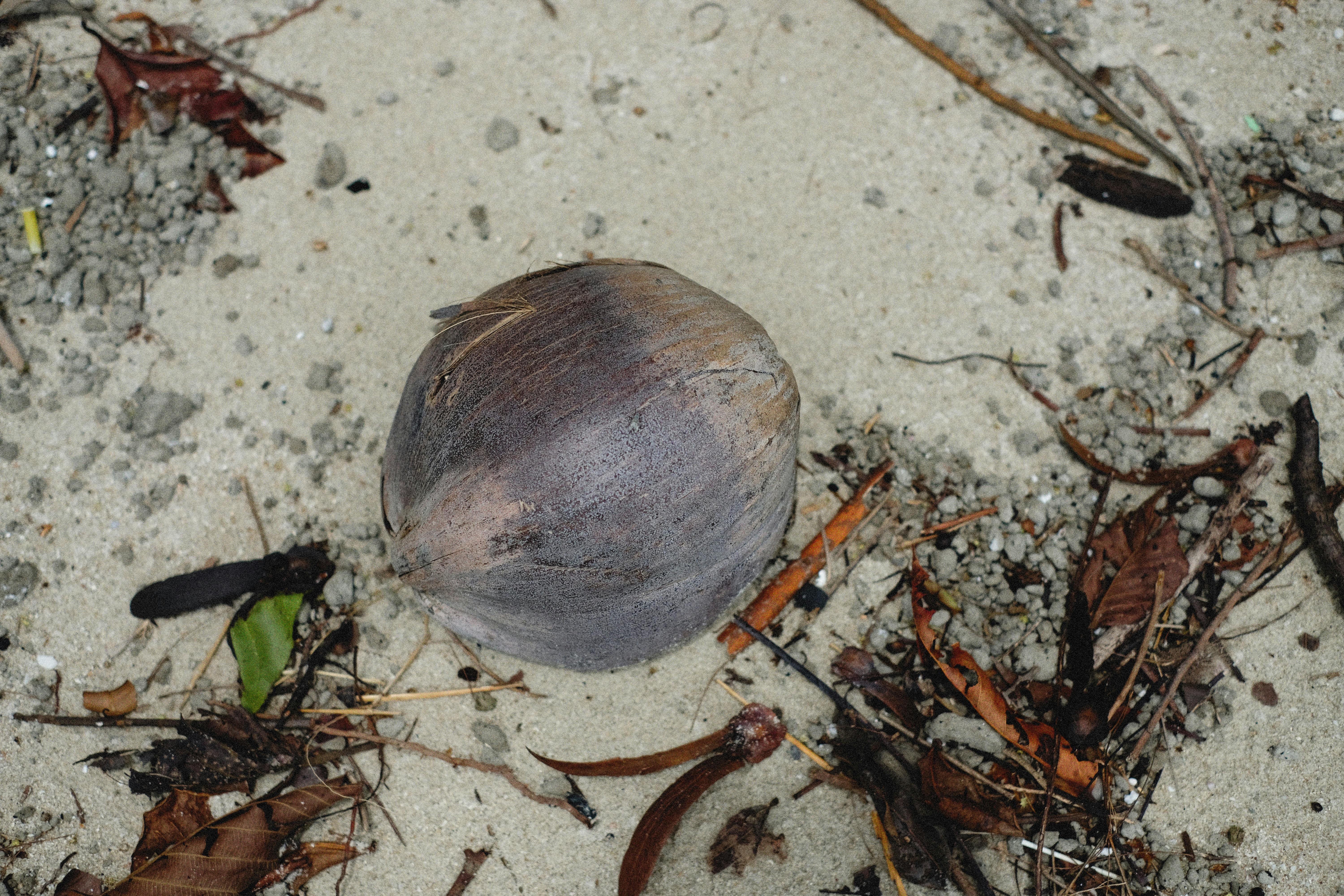 Fallen Coconut o the Beach · Free Stock Photo
