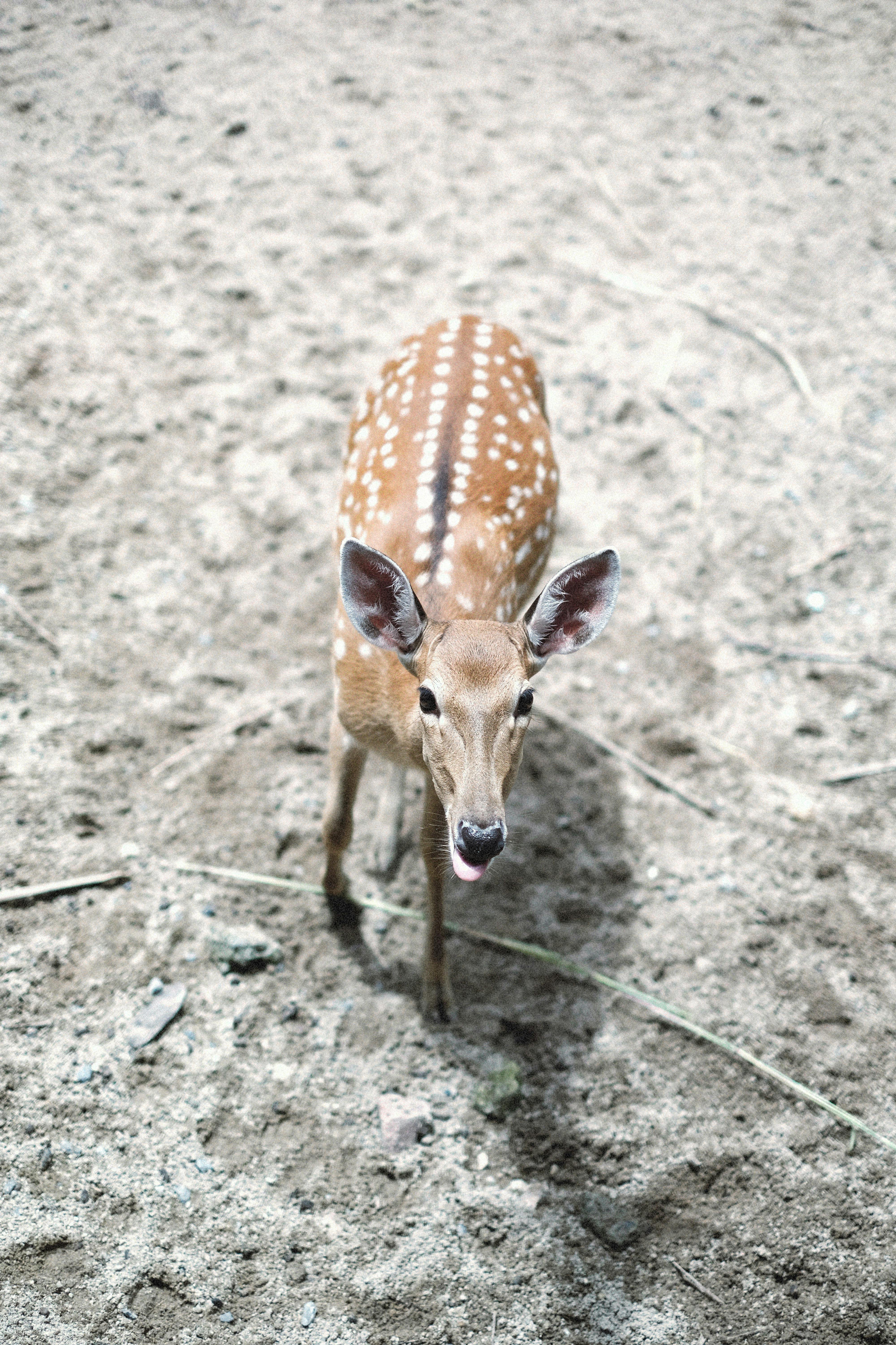 A Close-Up of a Spotted Deer · Free Stock Photo