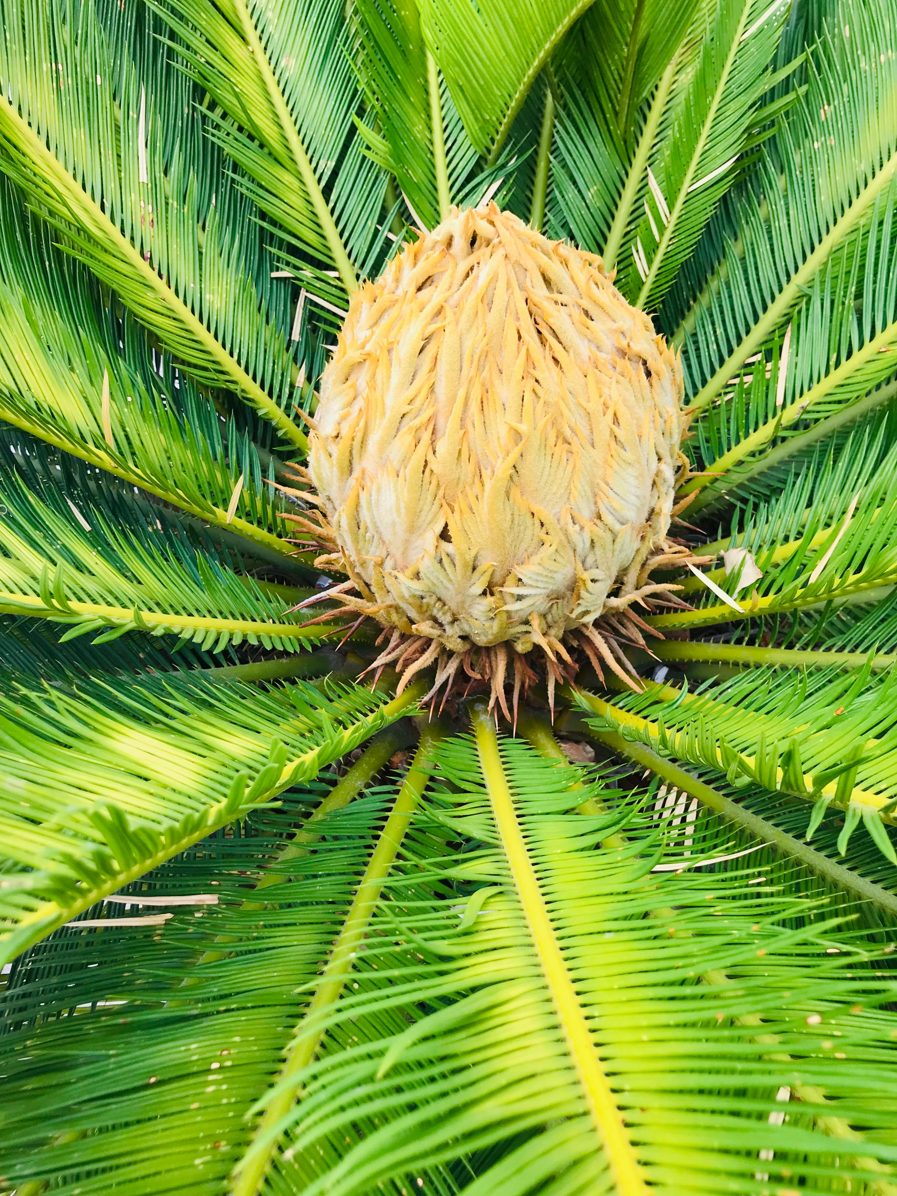 Sago Palm in Close Up Photography · Free Stock Photo