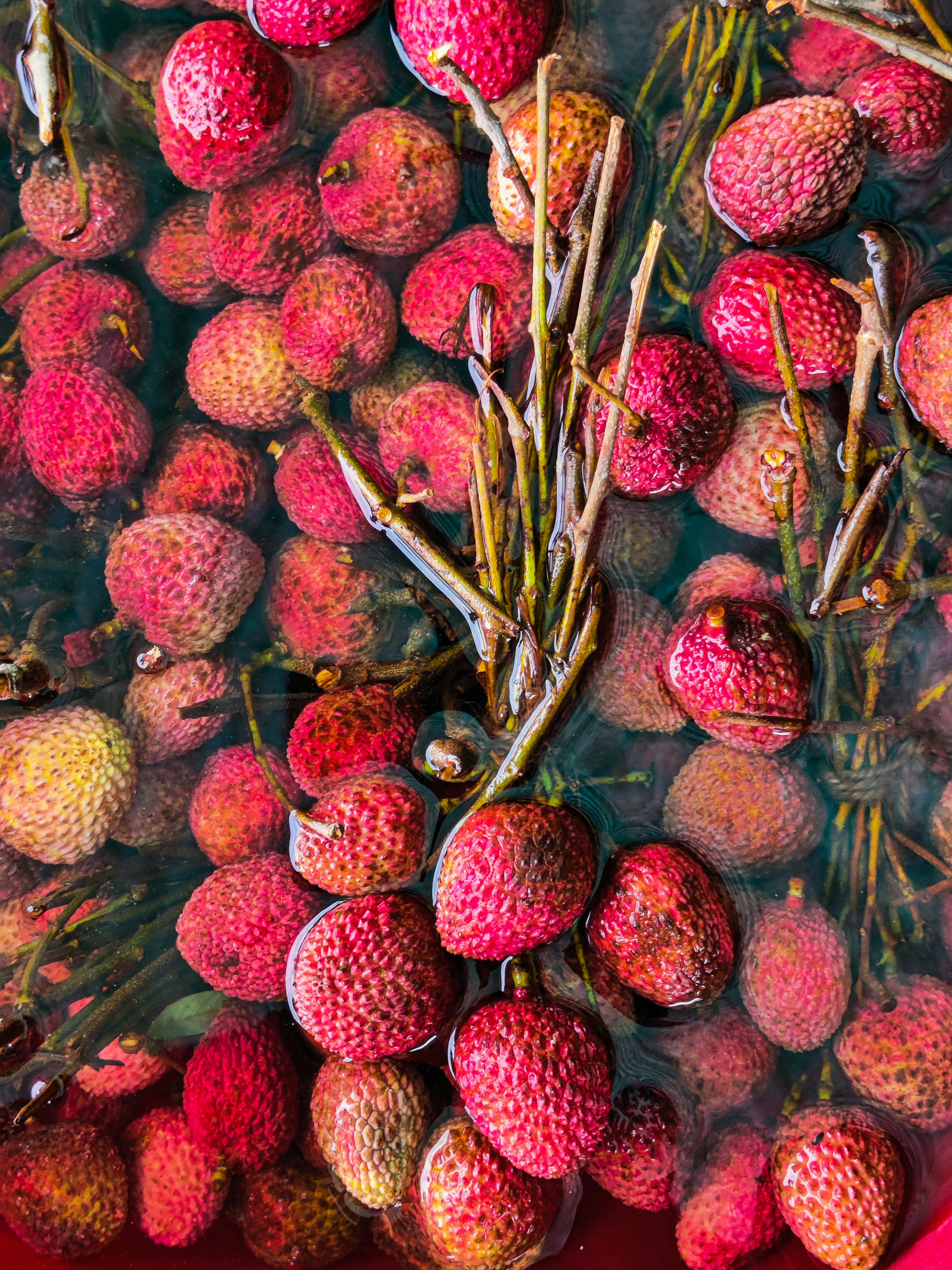 Lychees on Water · Free Stock Photo