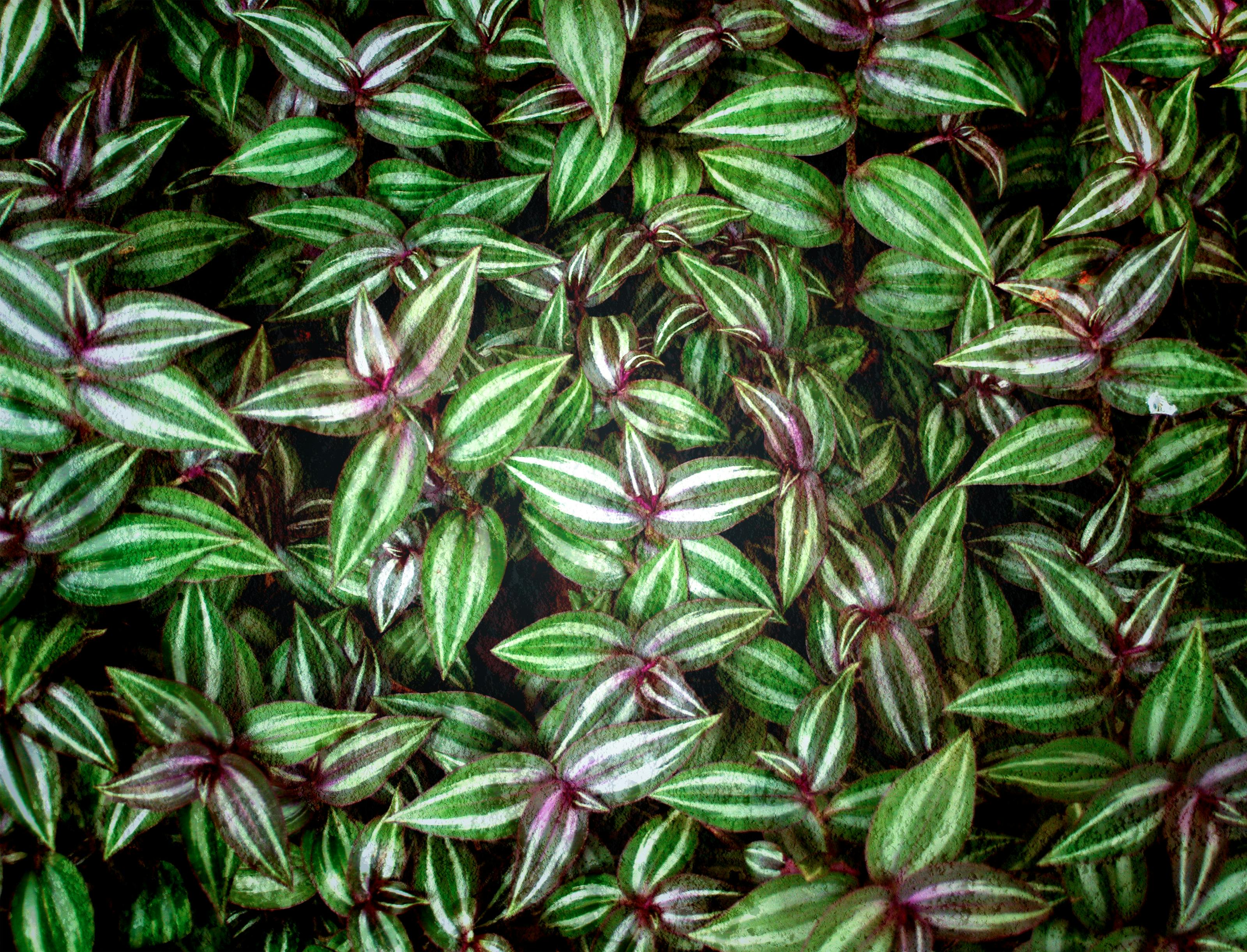 Free stock photo of background, botanical, botany