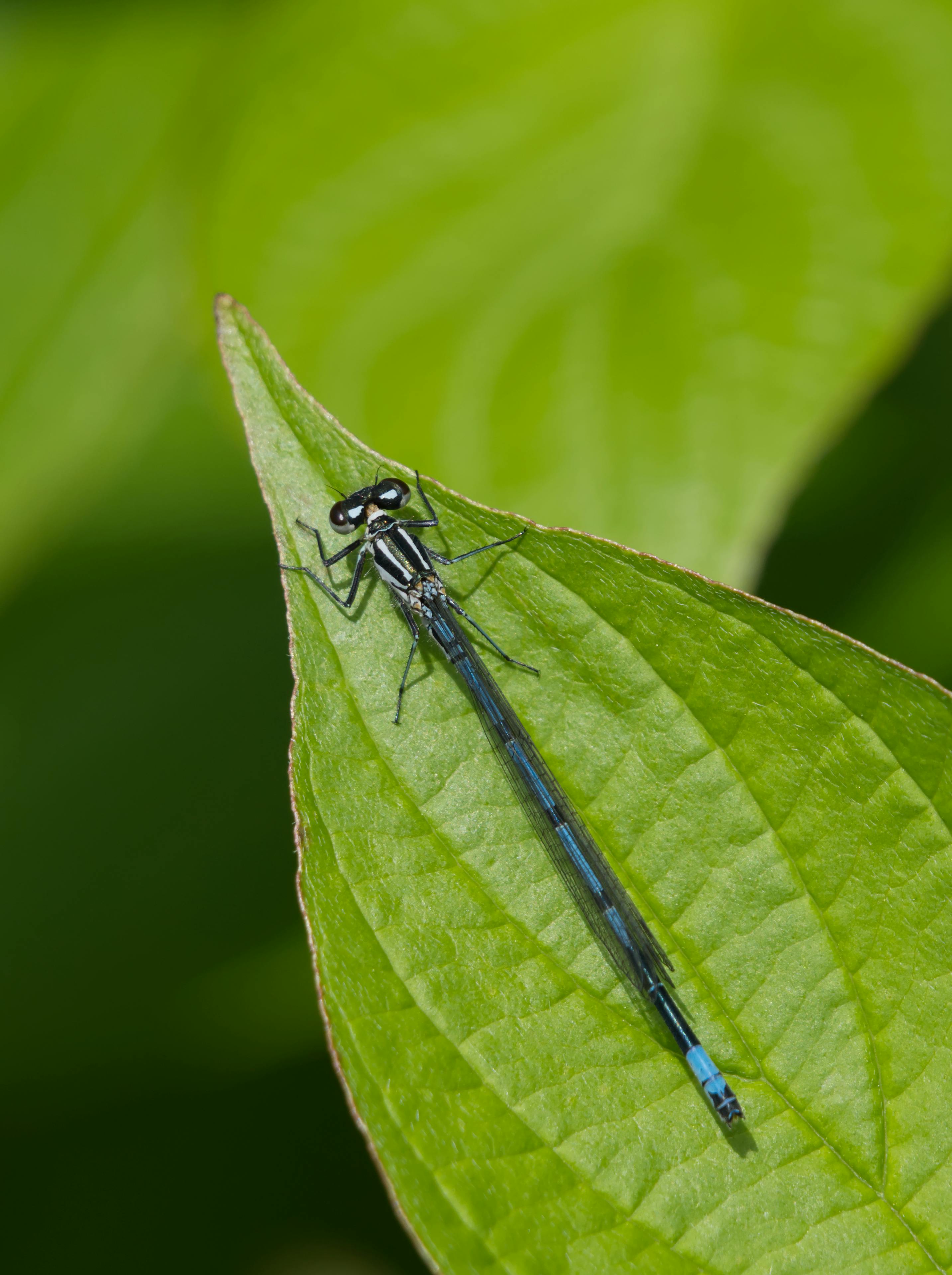 Foto de stock gratuita sobre caballito del diablo azul, fotografía de ...