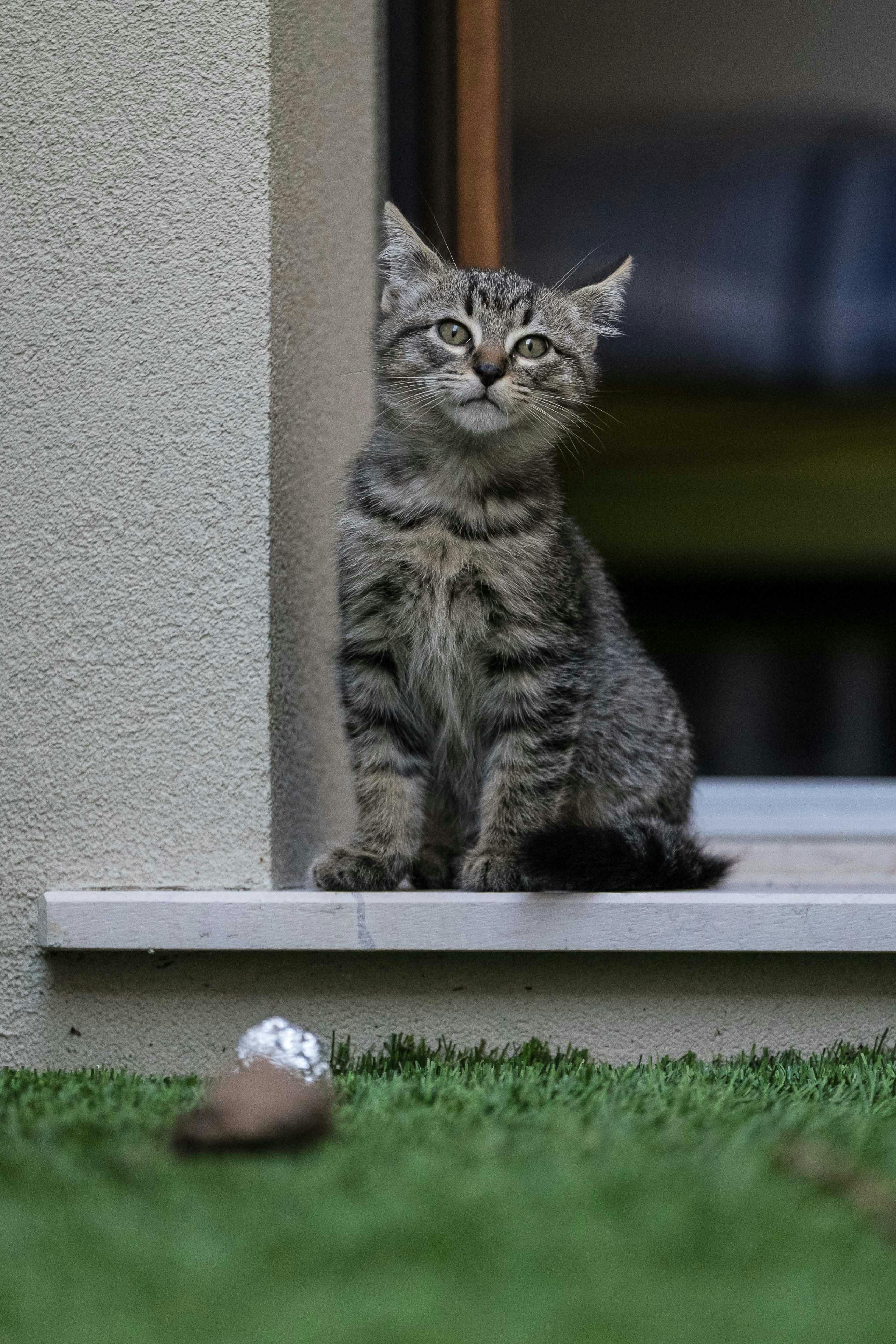 Playboy Cat Photos, Download Free Playboy Cat Stock Photos & HD Images