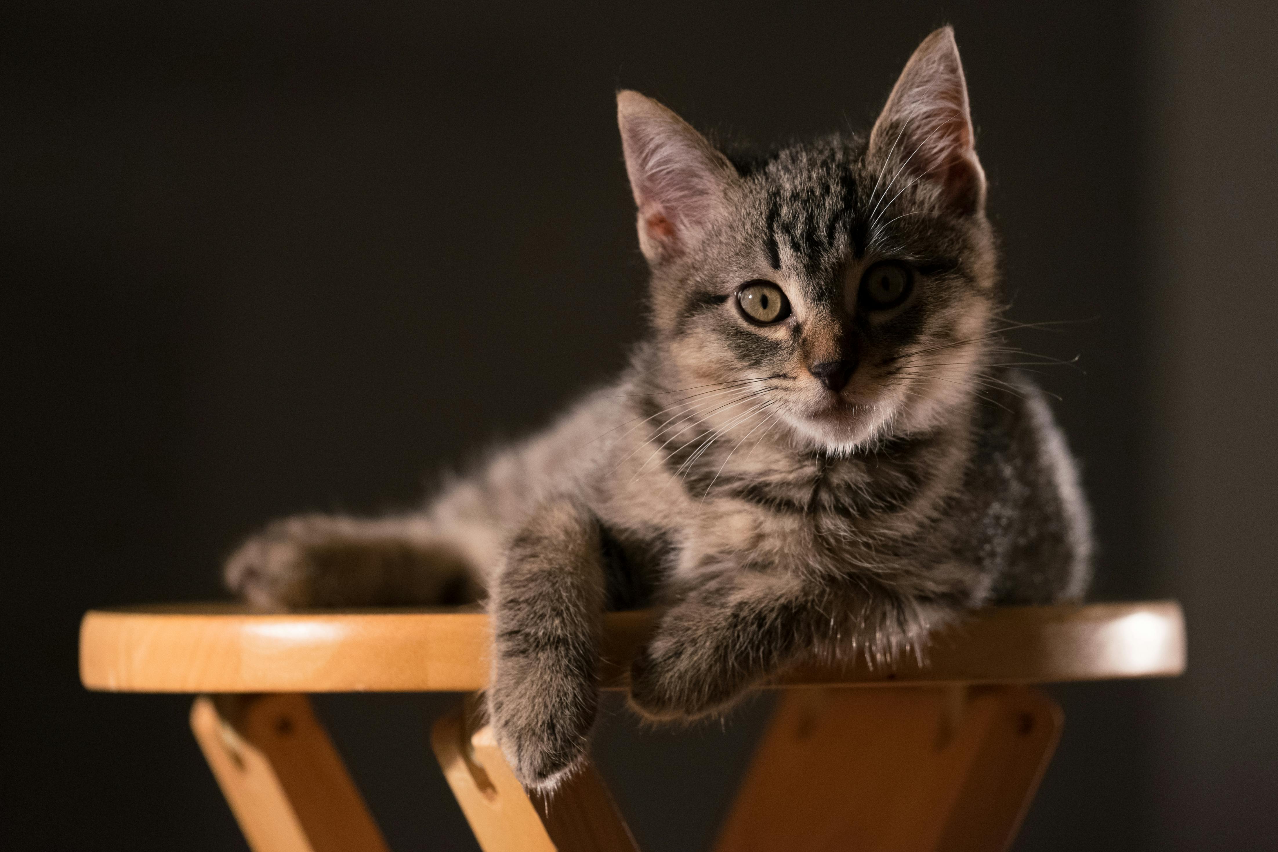 Kitten Map Photos, Download Free Kitten Map Stock Photos & HD Images