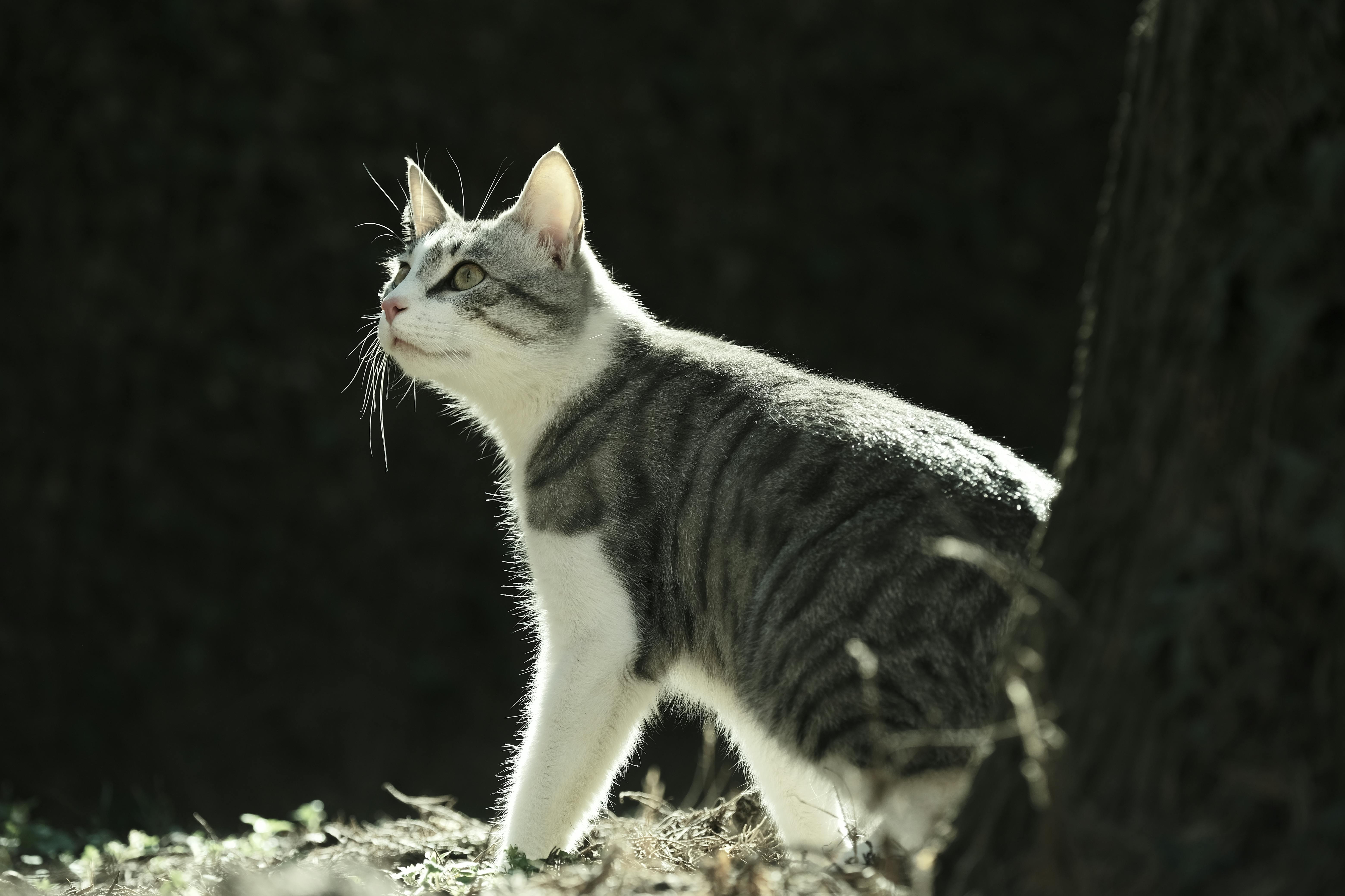 Domestic Animals Lying on a Bench · Free Stock Photo