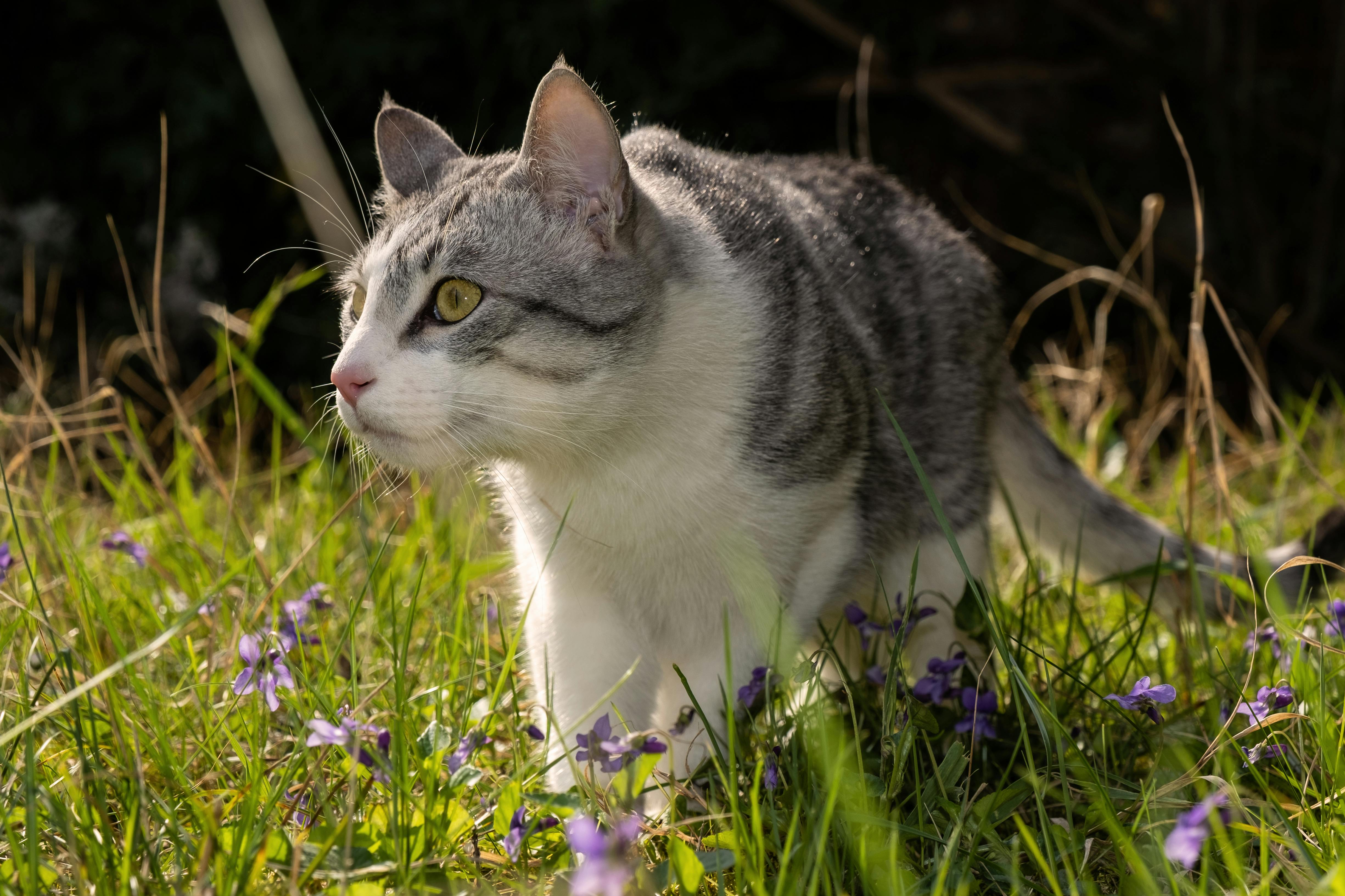 Flowered Cat Photos, Download Free Flowered Cat Stock Photos & HD Images