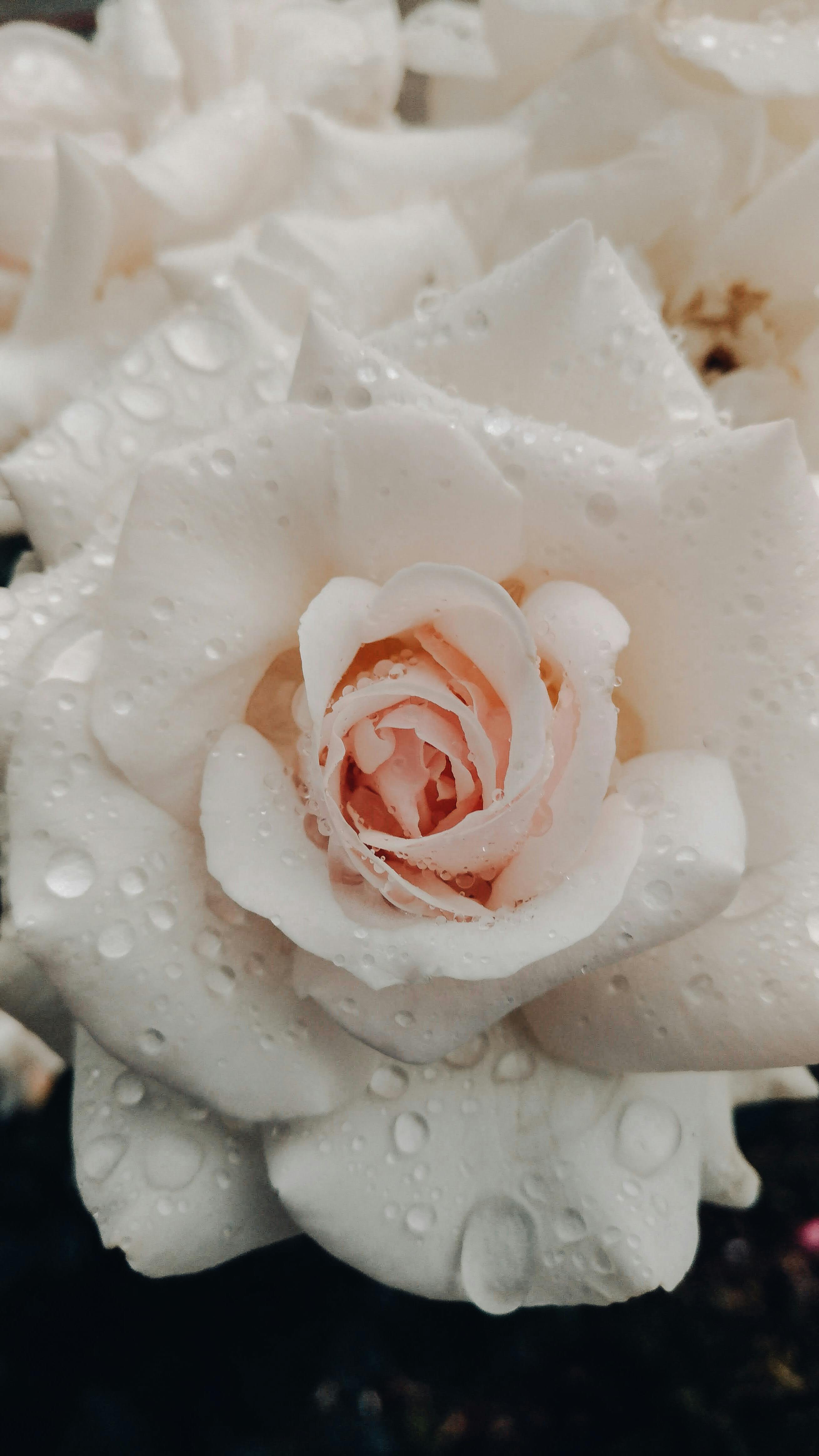 Close-Up Photograph of Wet Roses · Free Stock Photo