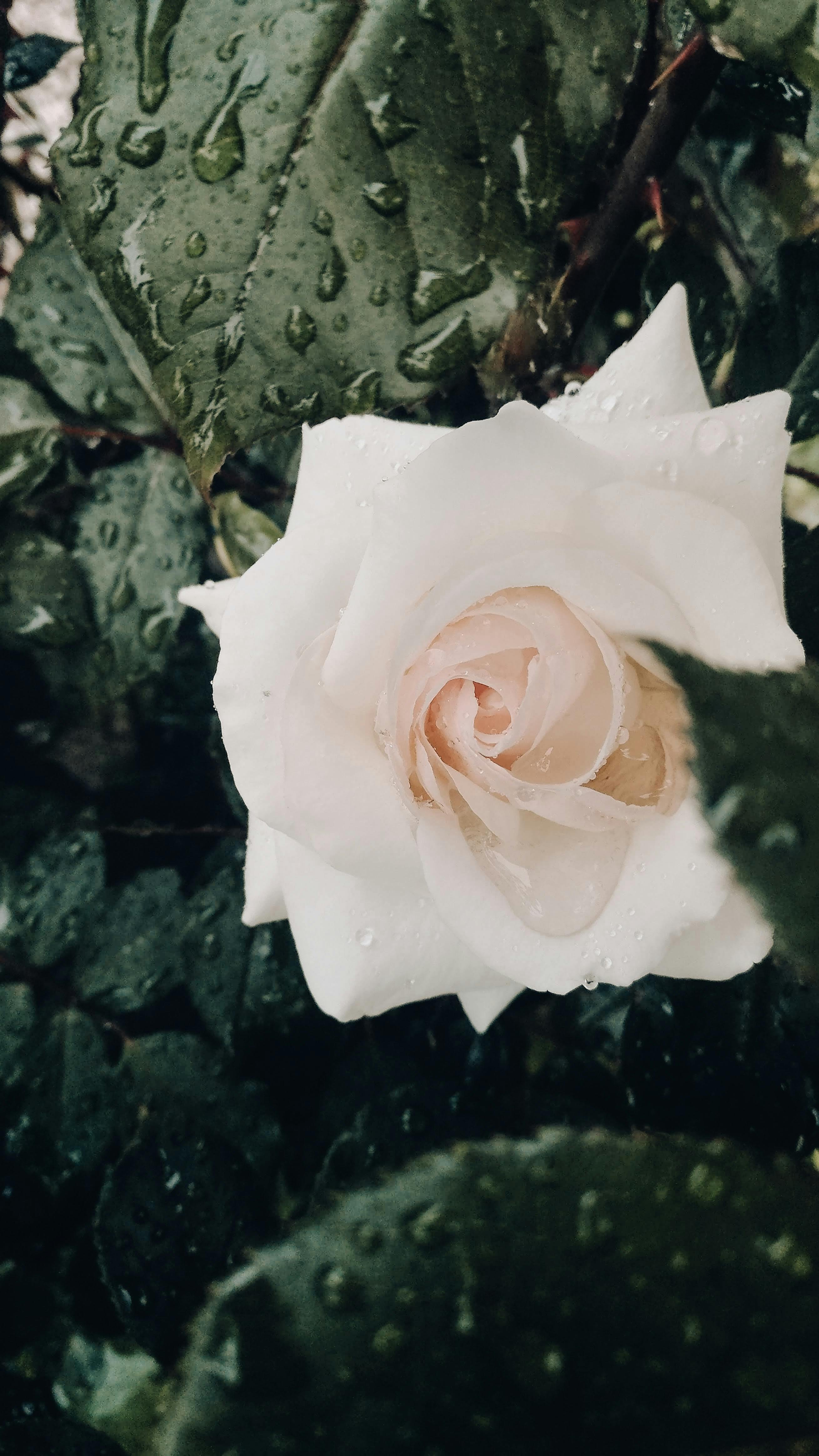 White Rose with Green Leaves · Free Stock Photo