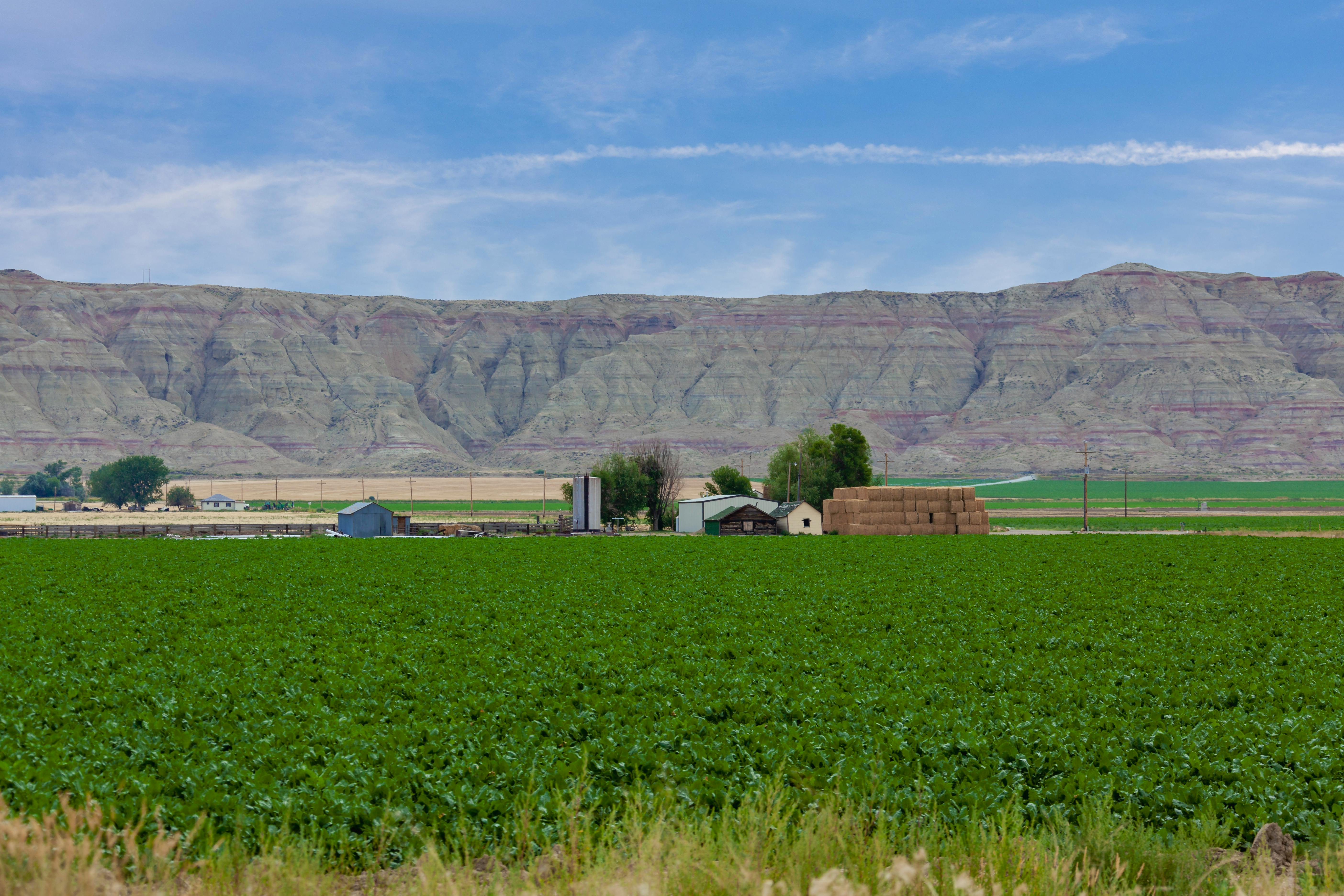 Farm in Summer · Free Stock Photo