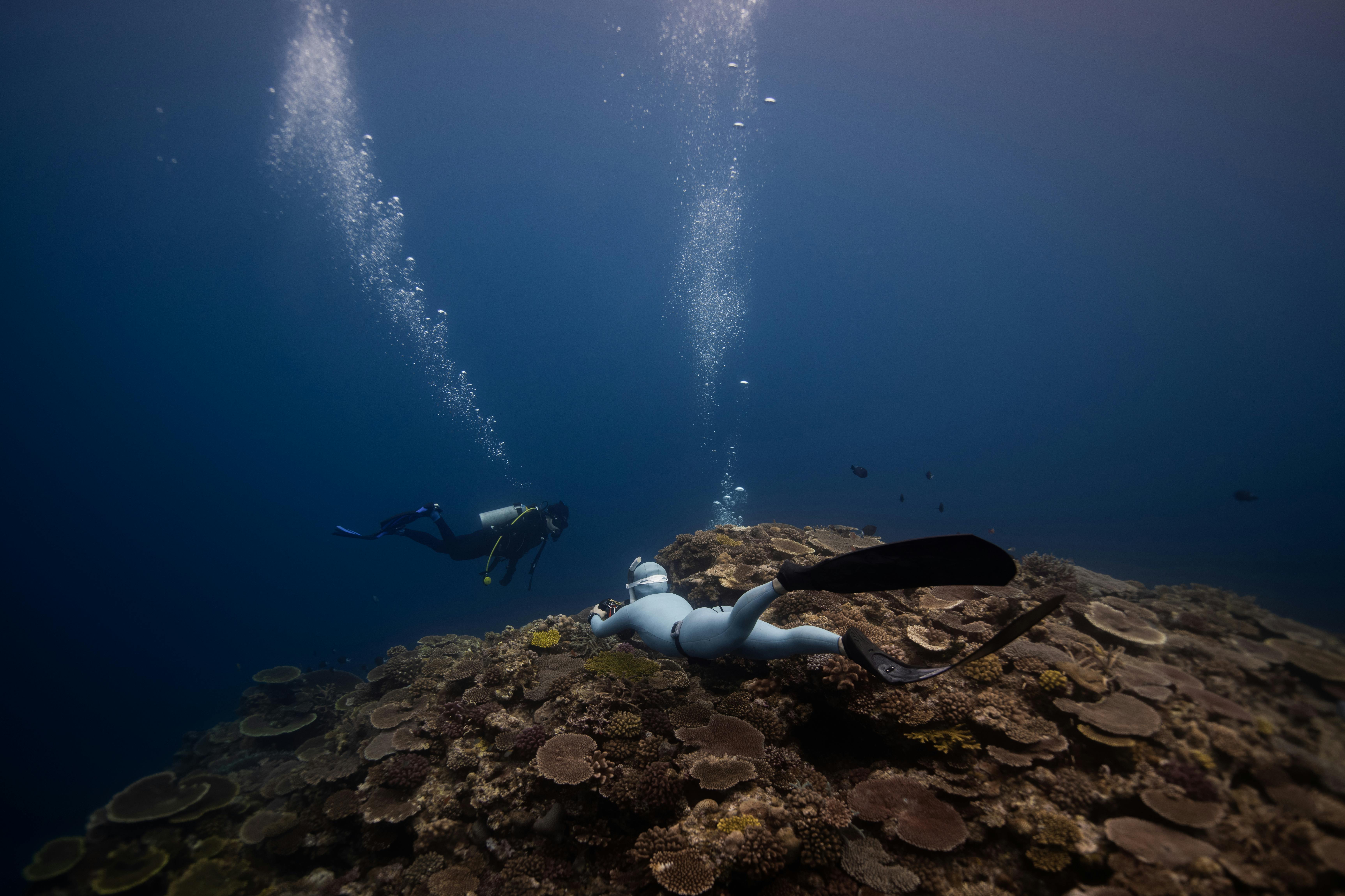 Divers Photos, Download The BEST Free Divers Stock Photos & HD Images