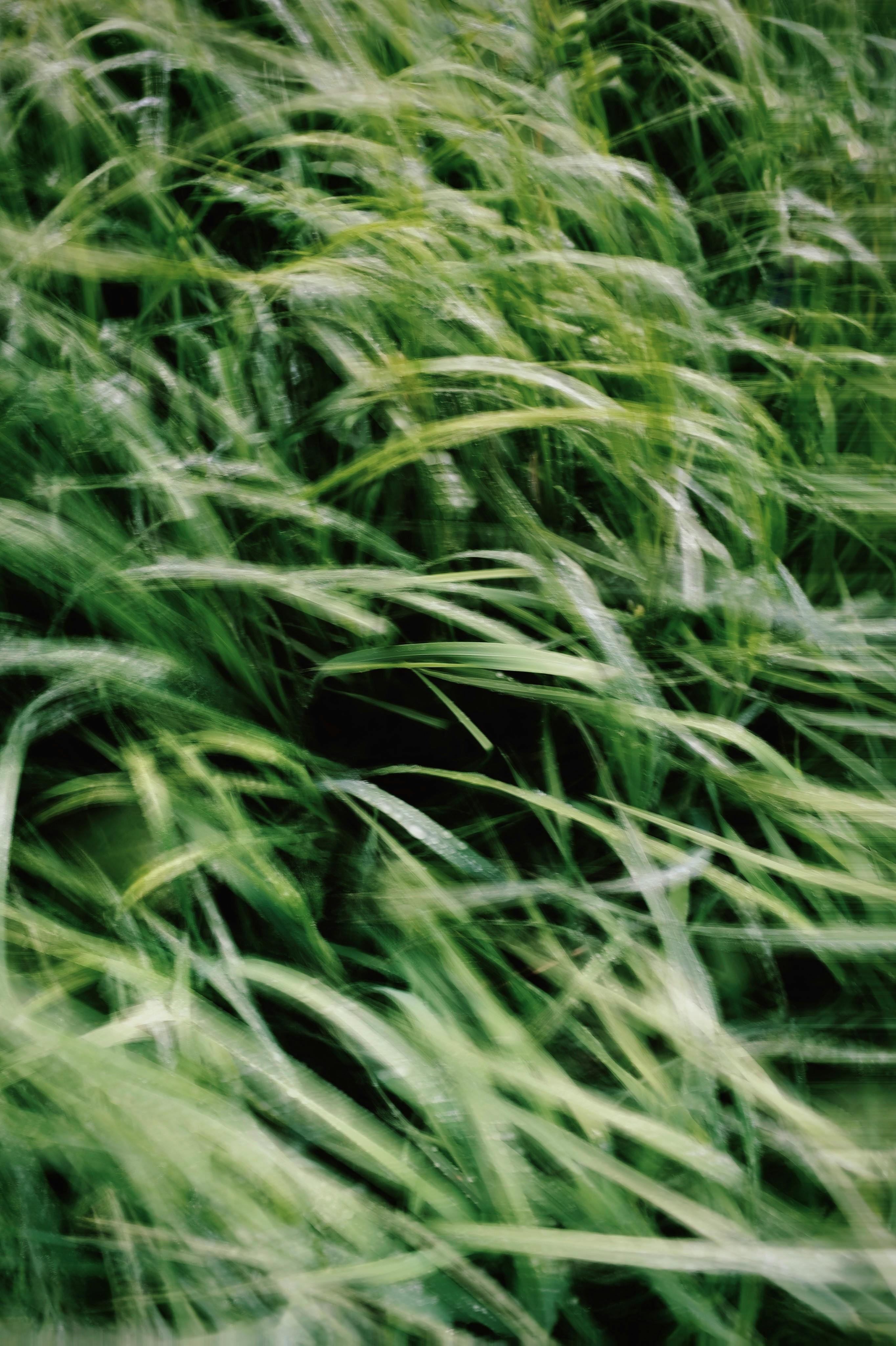 Green Grass in Close Up Photography · Free Stock Photo