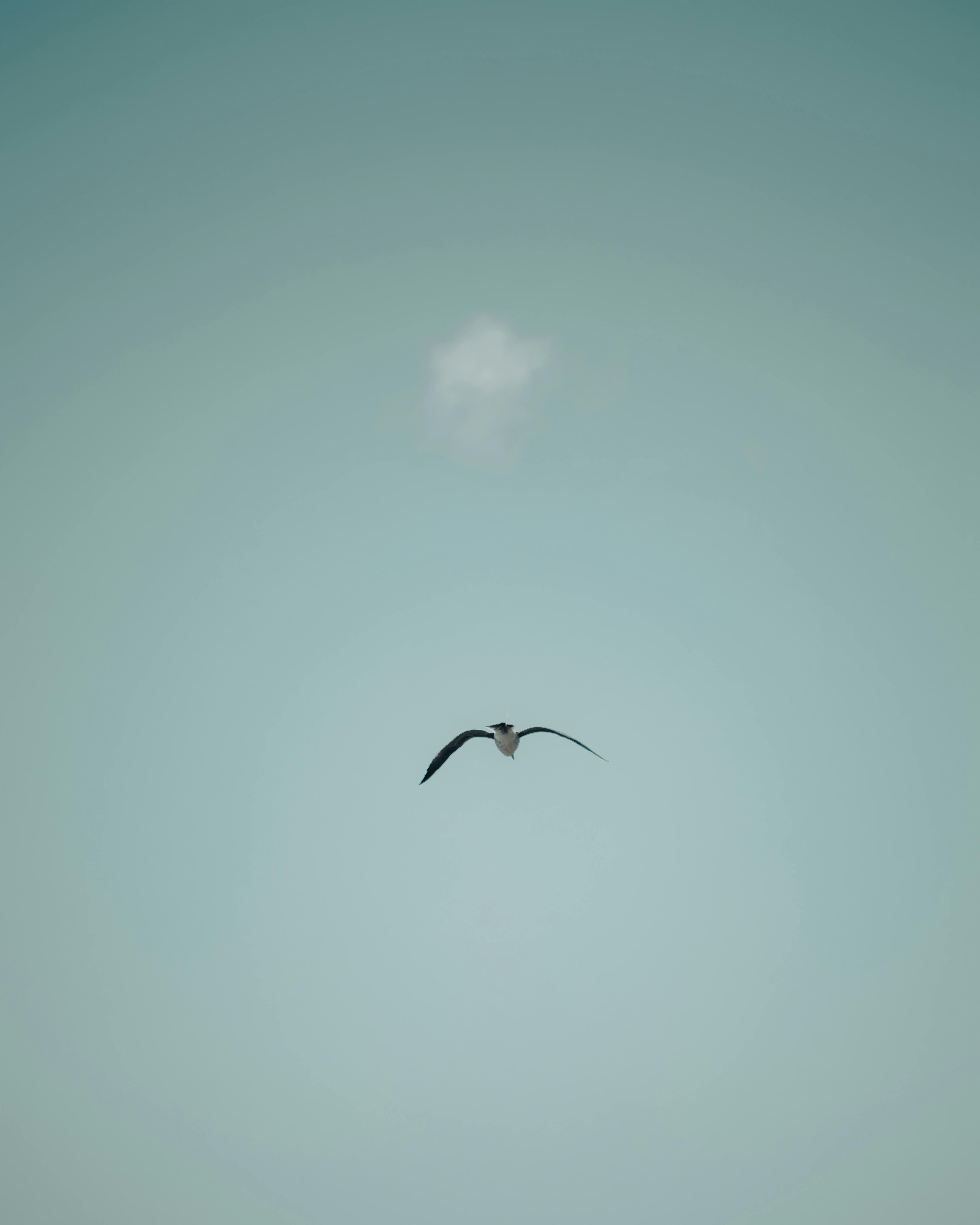 Bird Flying against a Clear Sky · Free Stock Photo