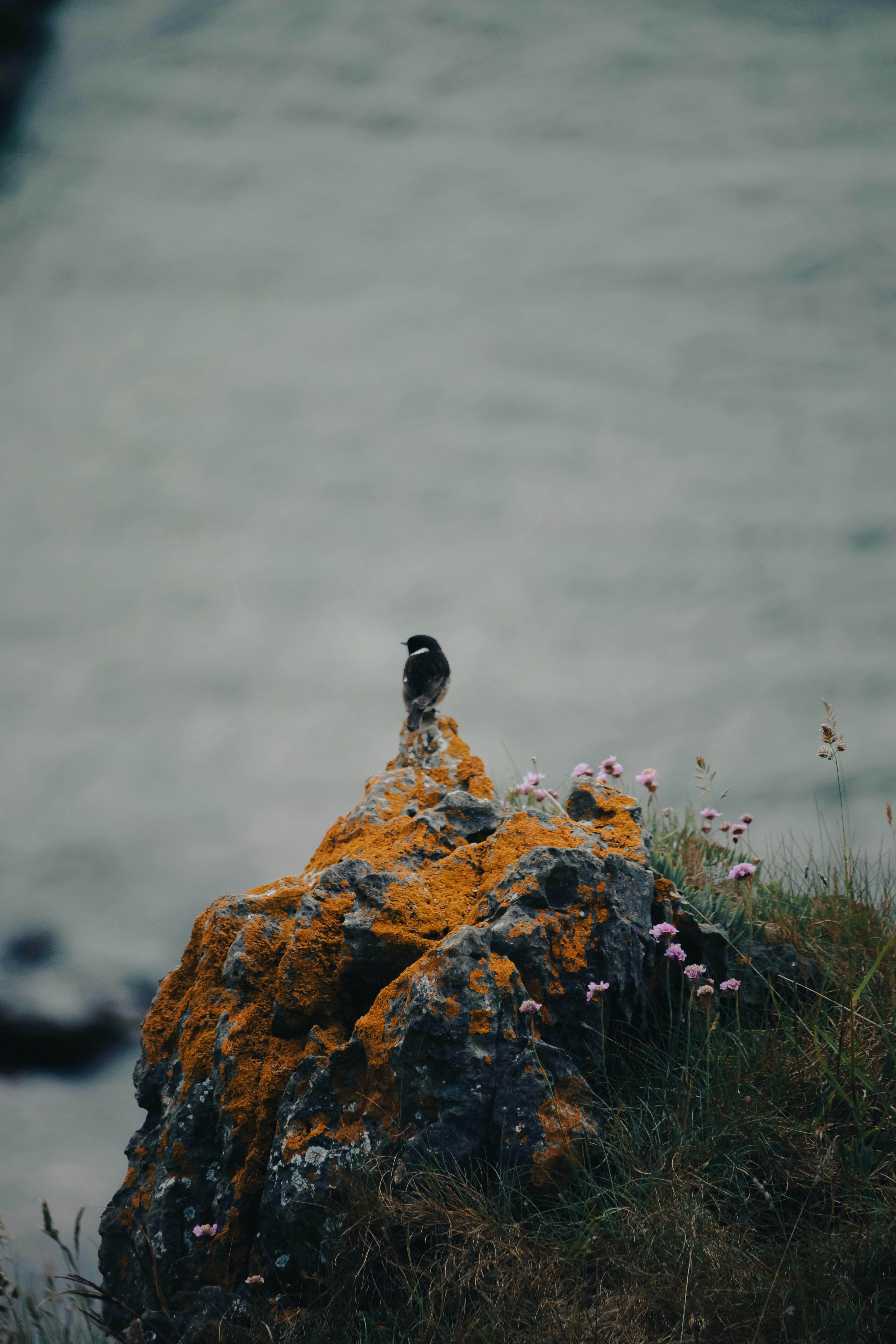 Bird perching on Rock in Seaside · Free Stock Photo