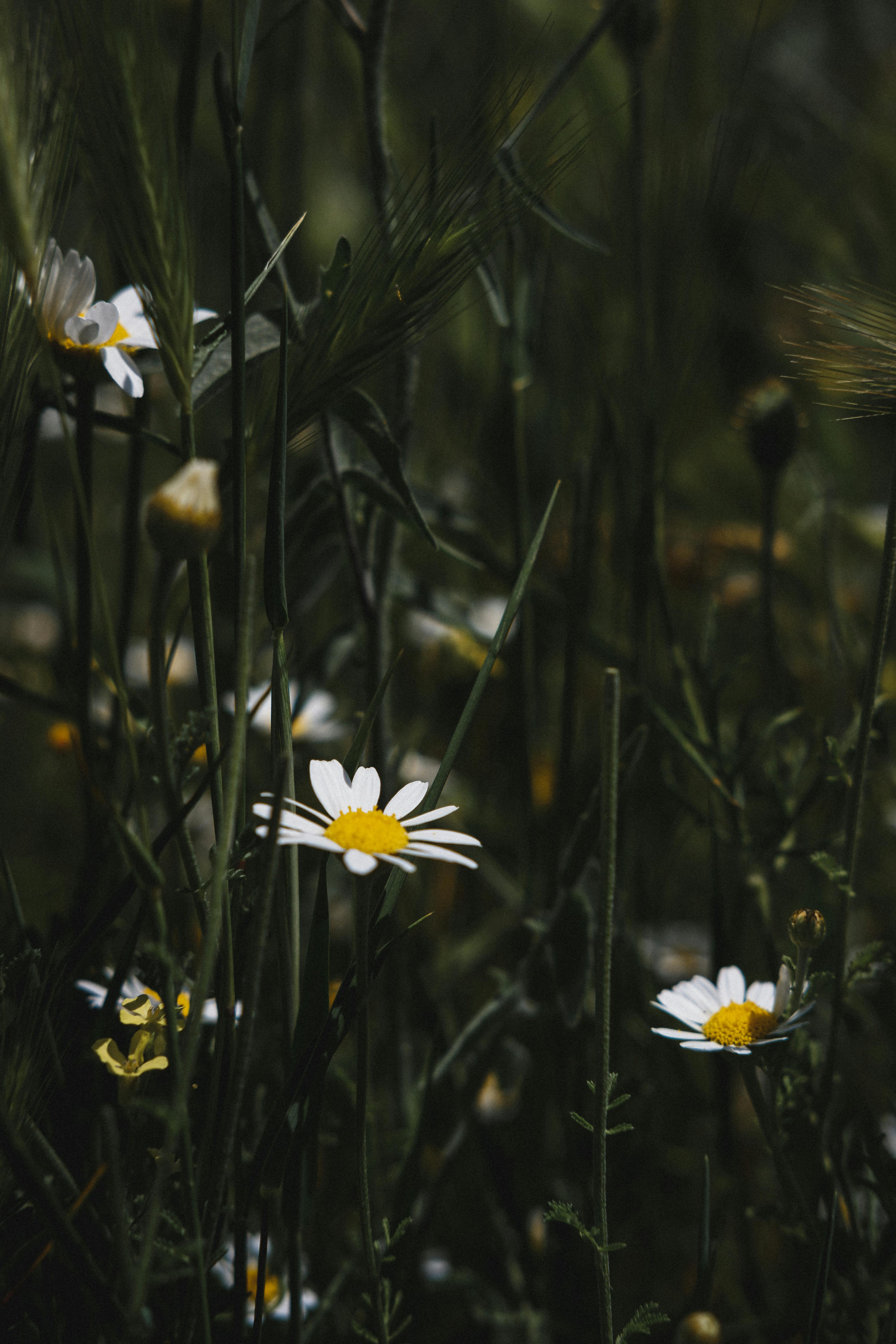 White and Yellow Daisy Flowers · Free Stock Photo