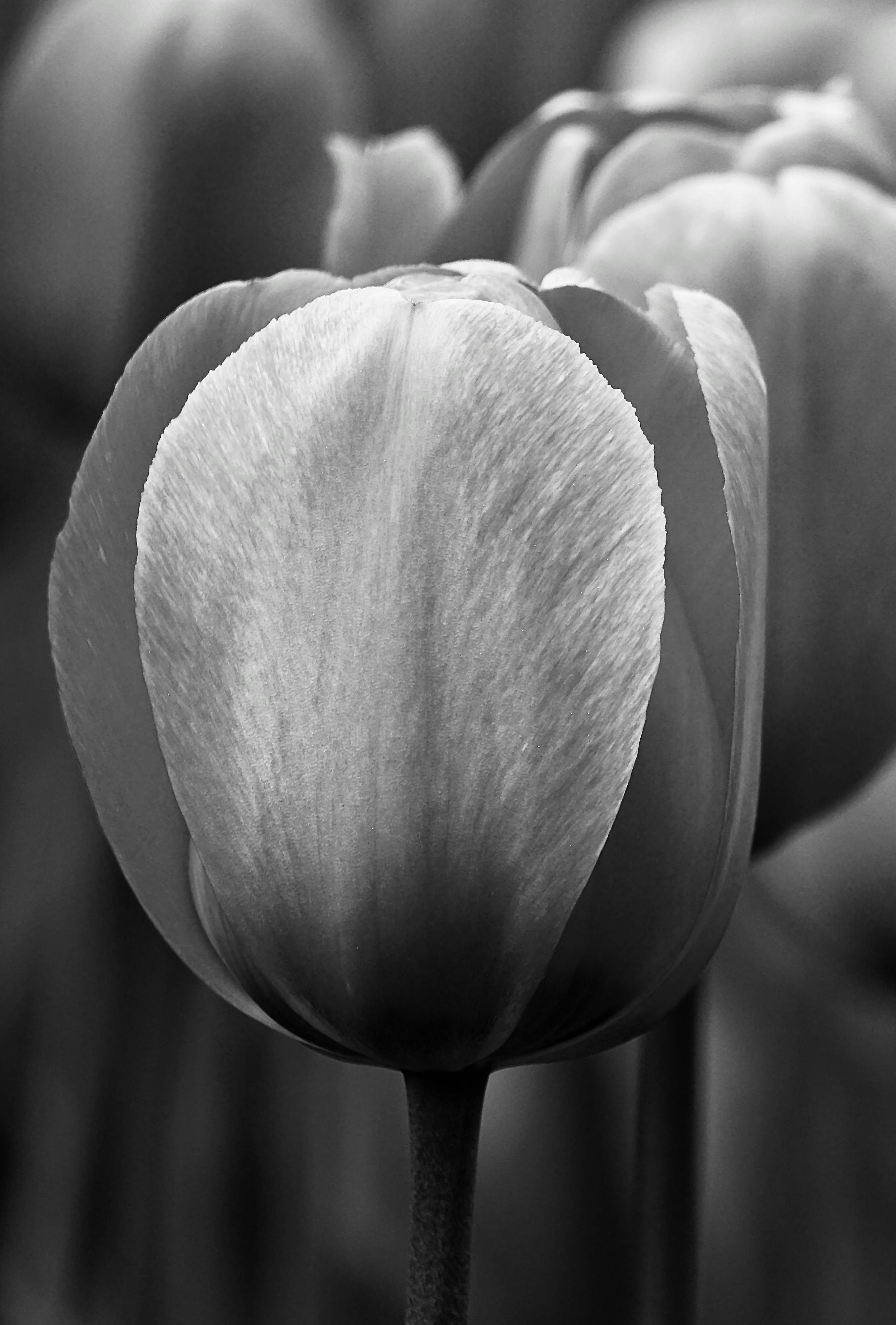 Grayscale Photo of a Tulip Flower · Free Stock Photo