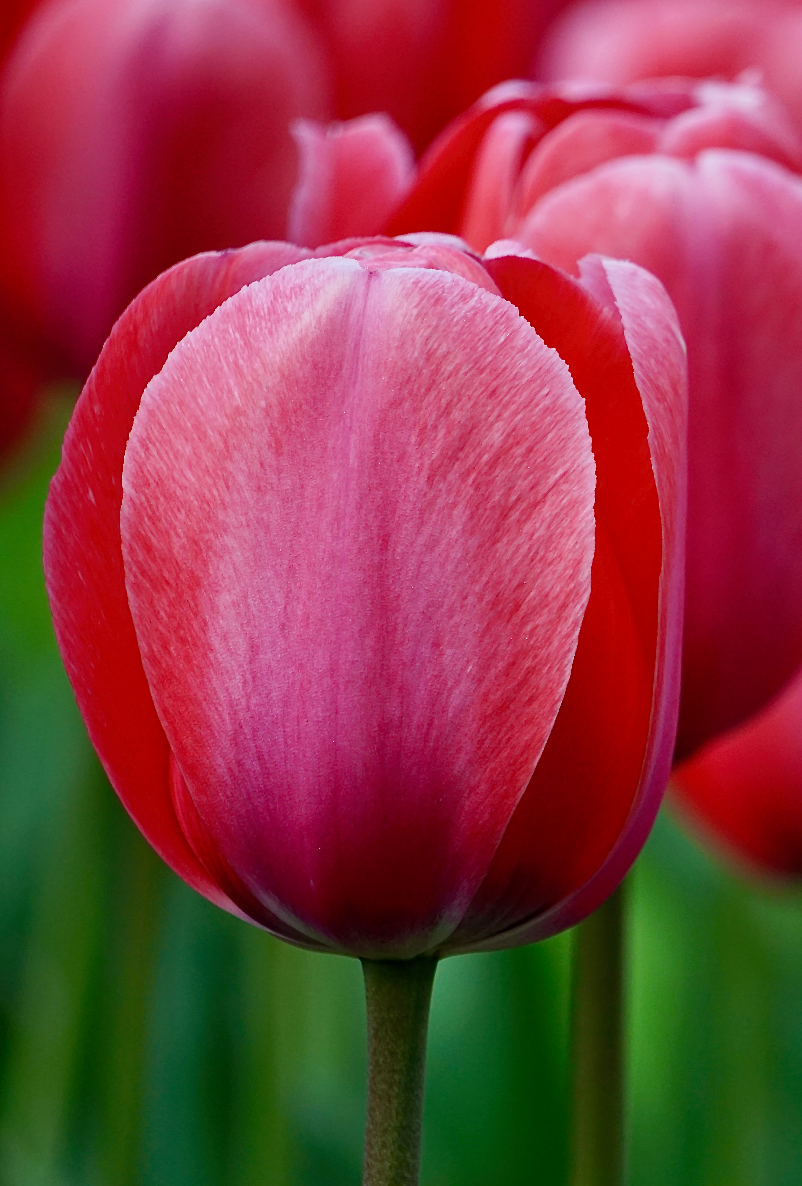 A Tulip Flower in Close-Up Photography · Free Stock Photo