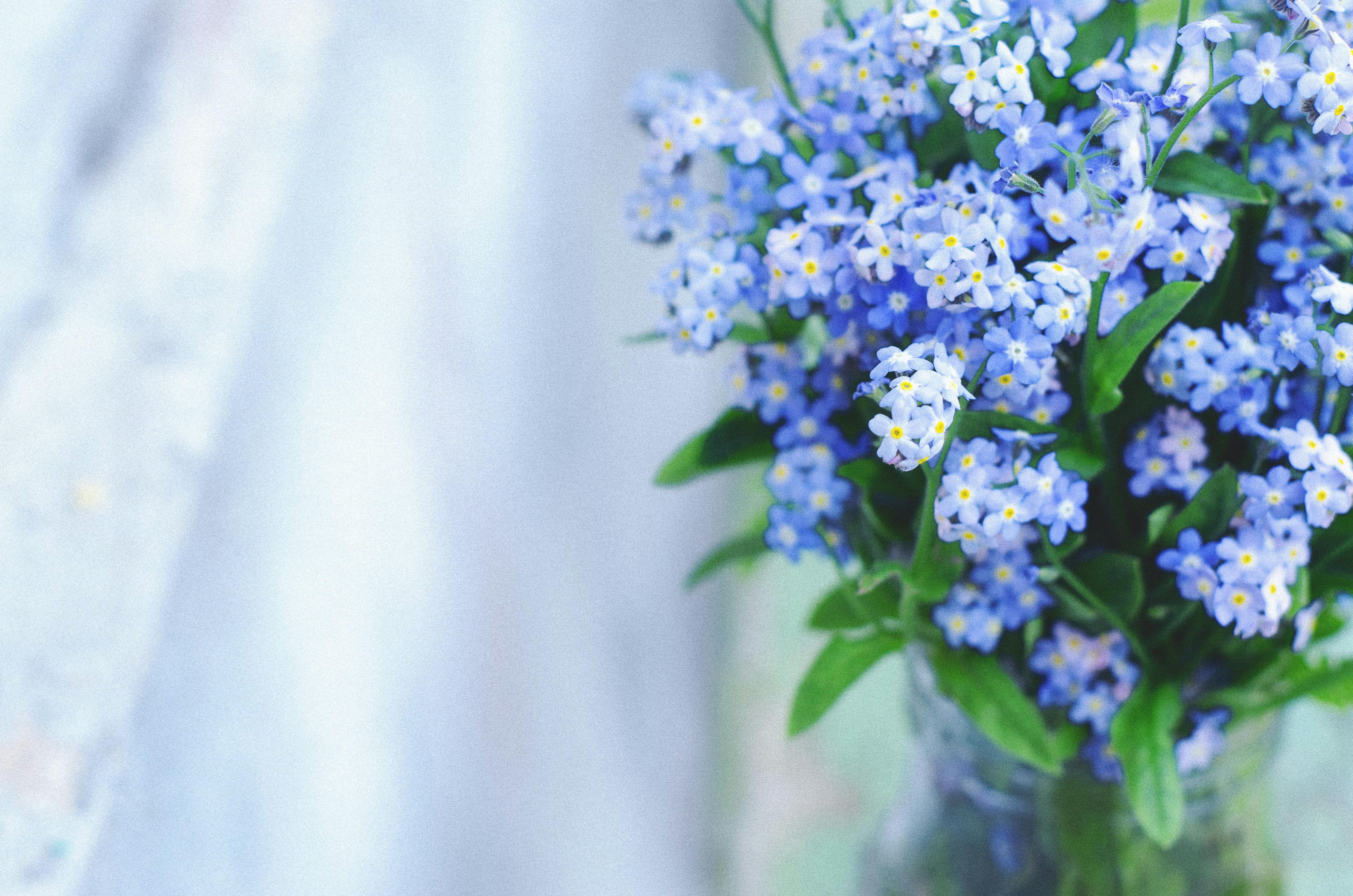 Close-Up Photograph of Forget Me Not Flowers · Free Stock Photo