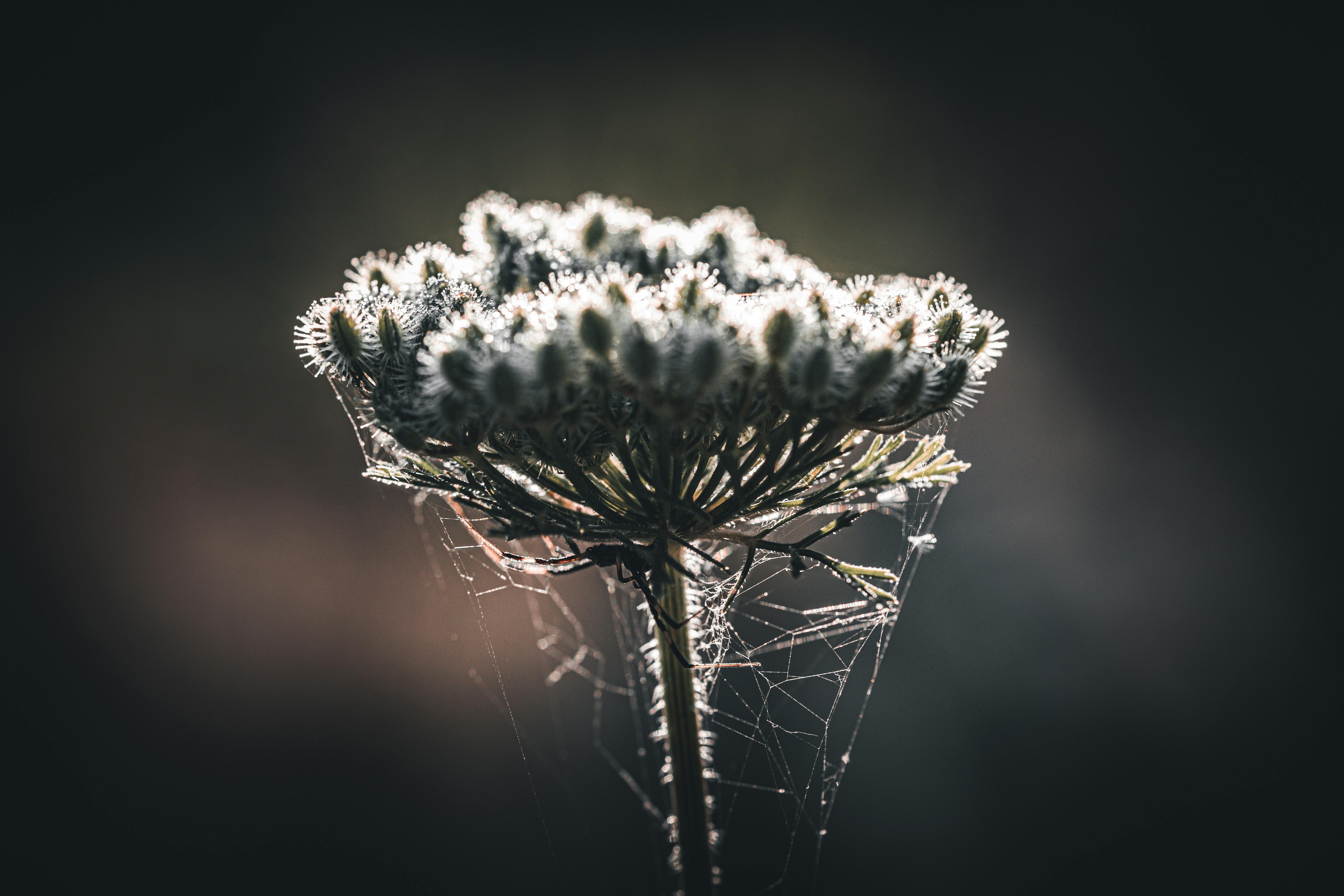 Shane Nichols - Fotografía