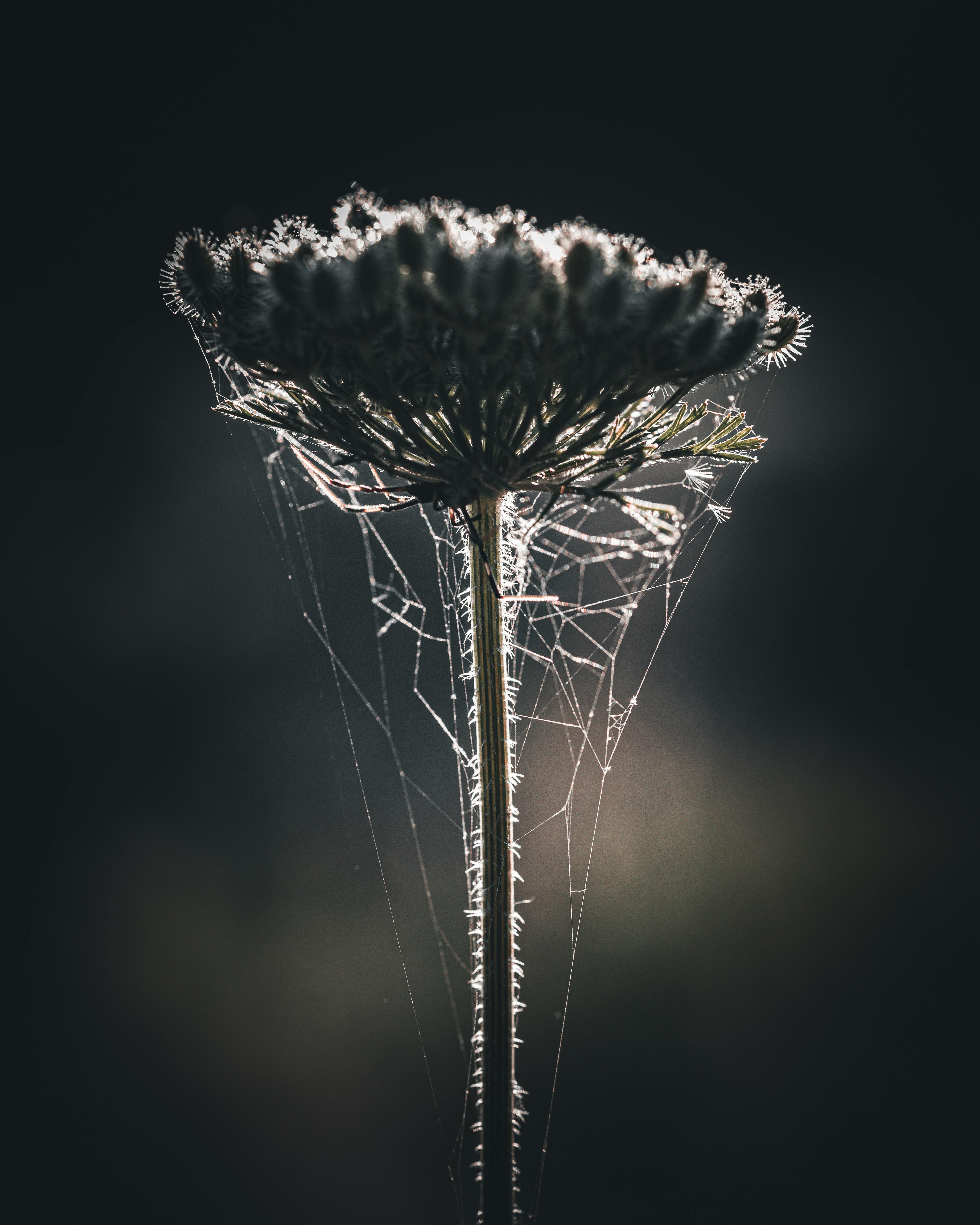 Shane Nichols - Fotografía