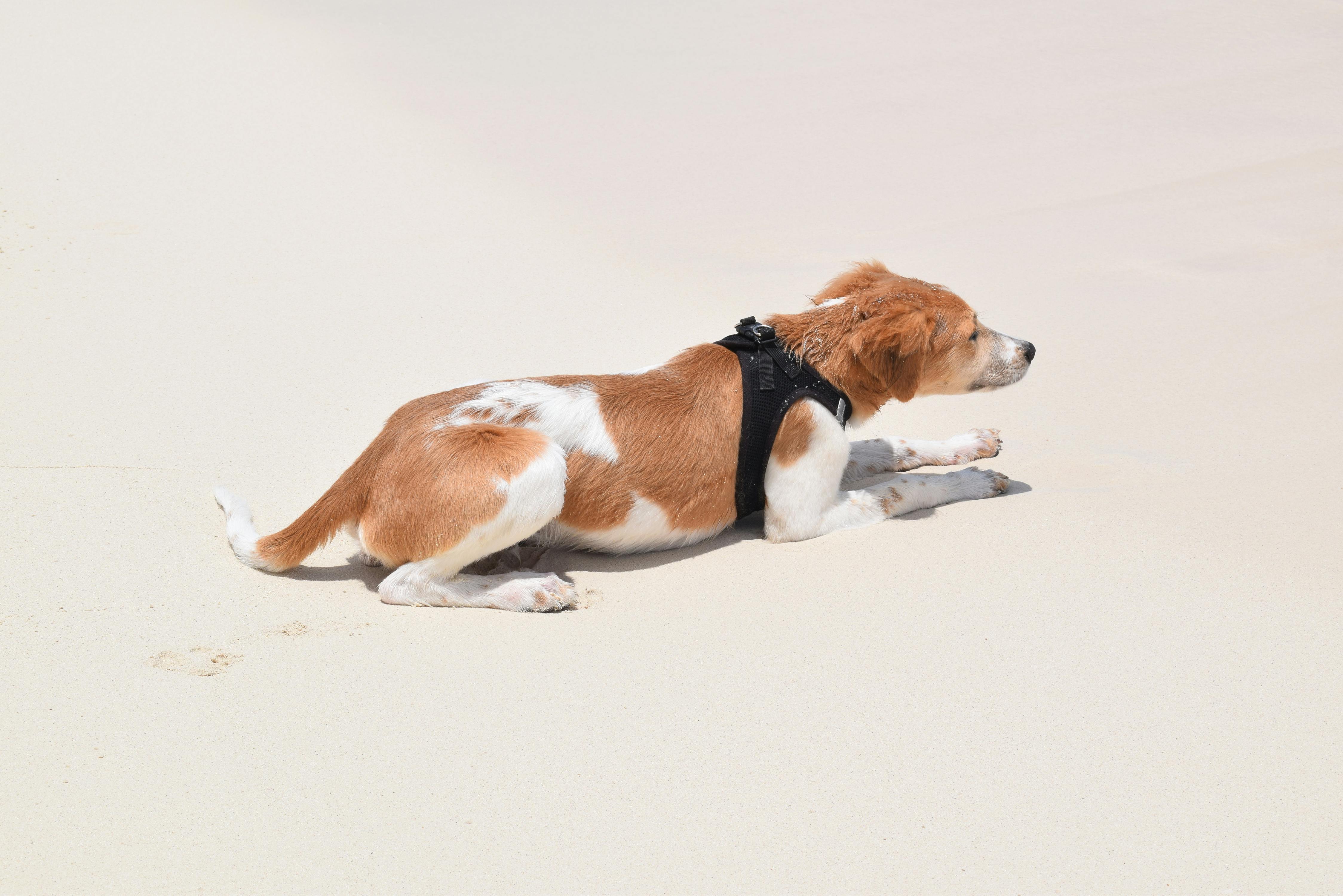 Bahamas Dog Photos, Download The BEST Free Bahamas Dog Stock Photos ...