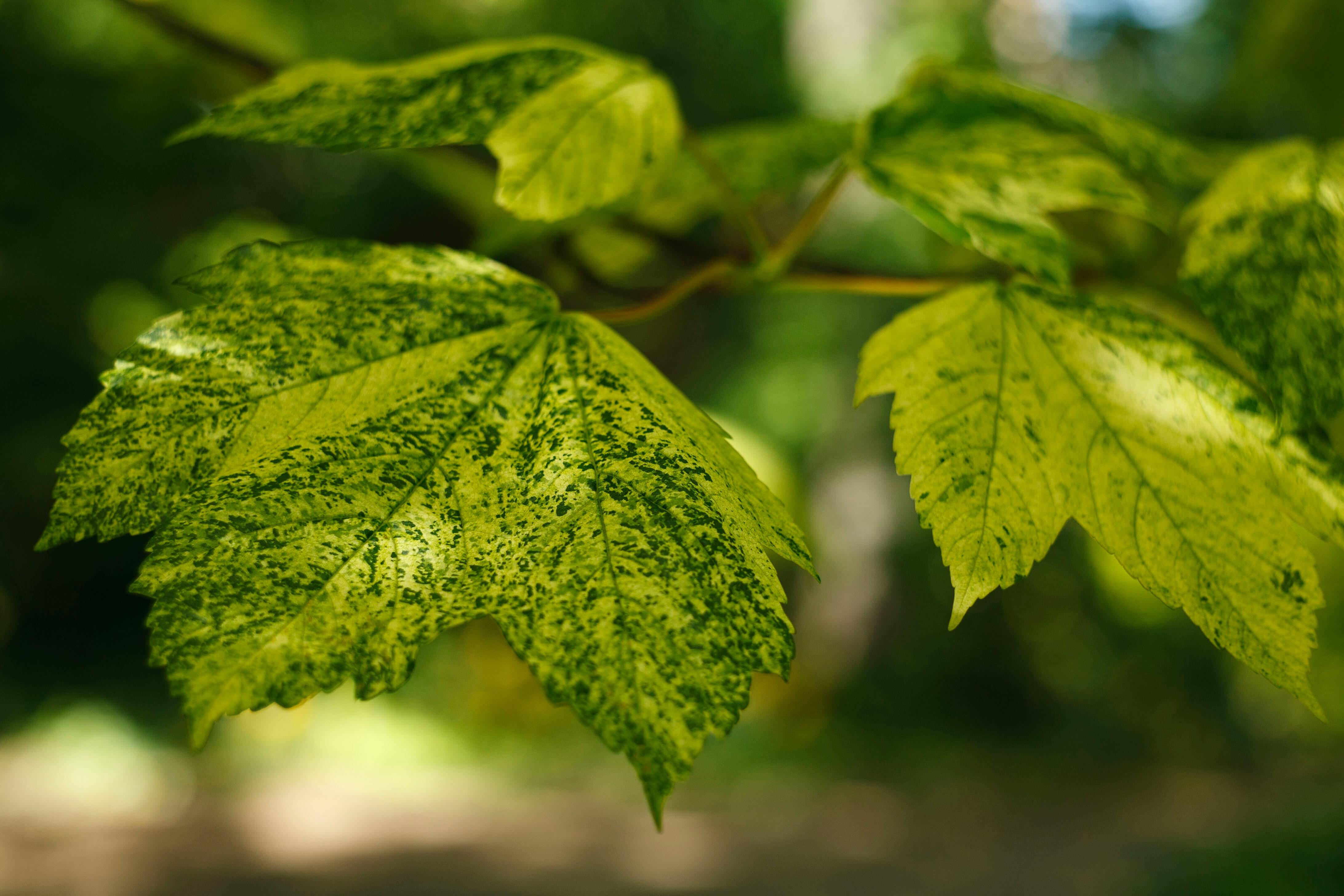 Leaves in Close Up · Free Stock Photo